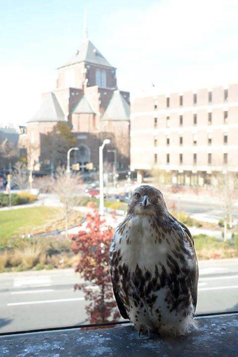 Red-tailed hawk outside my office window. | Scrolller