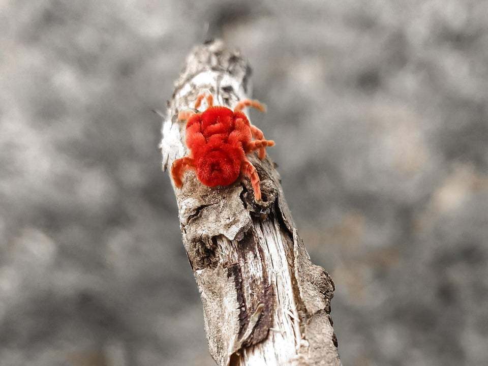 Red Velvet Mite | Scrolller