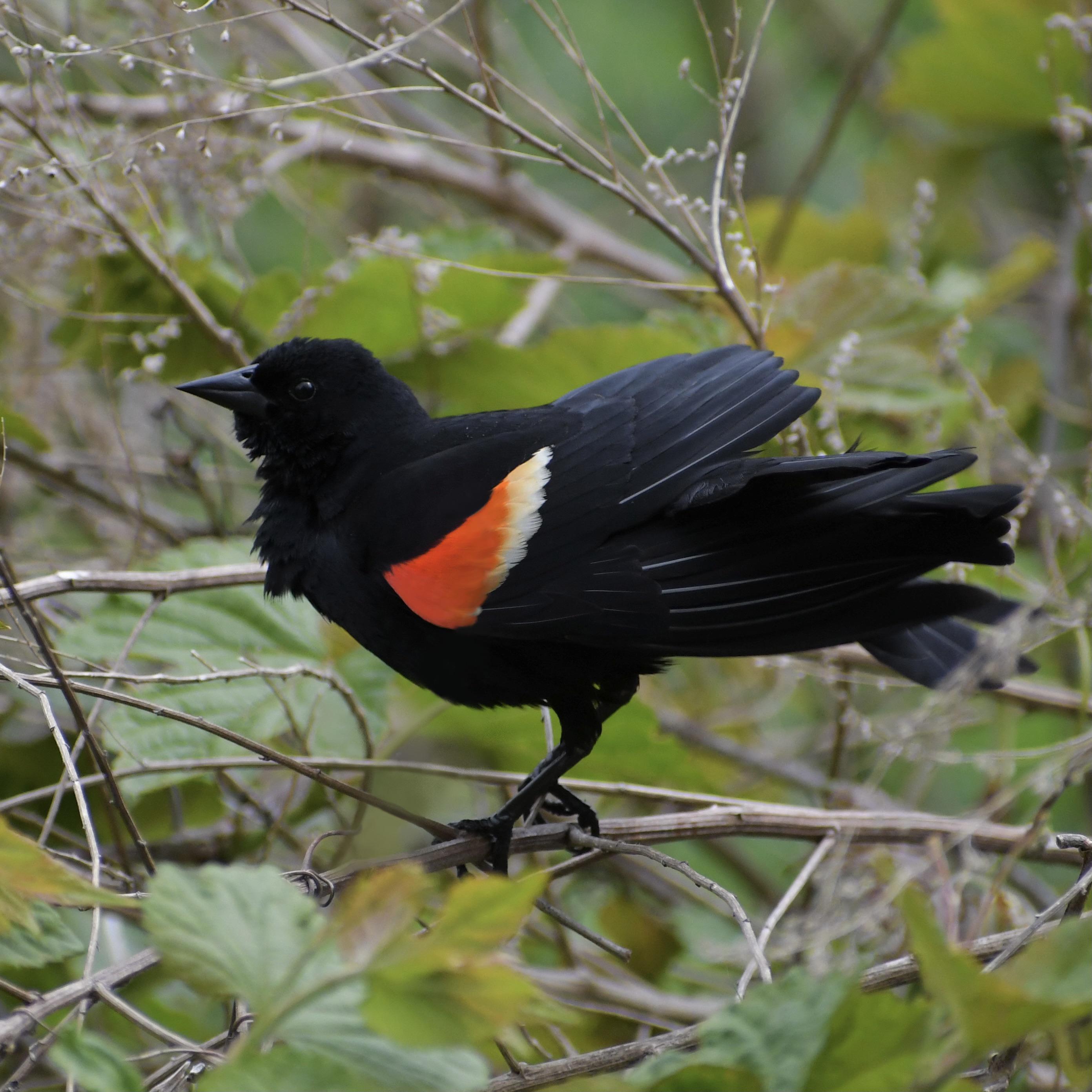 red-winged blackbird doing a rouse | Scrolller