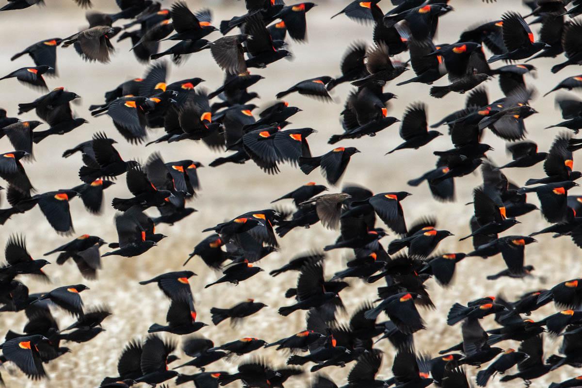 Red-winged Blackbirds forever! | Scrolller