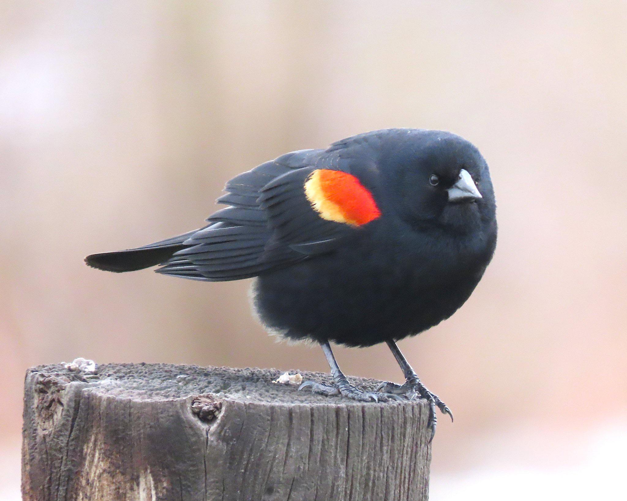 Red winged borb | Scrolller