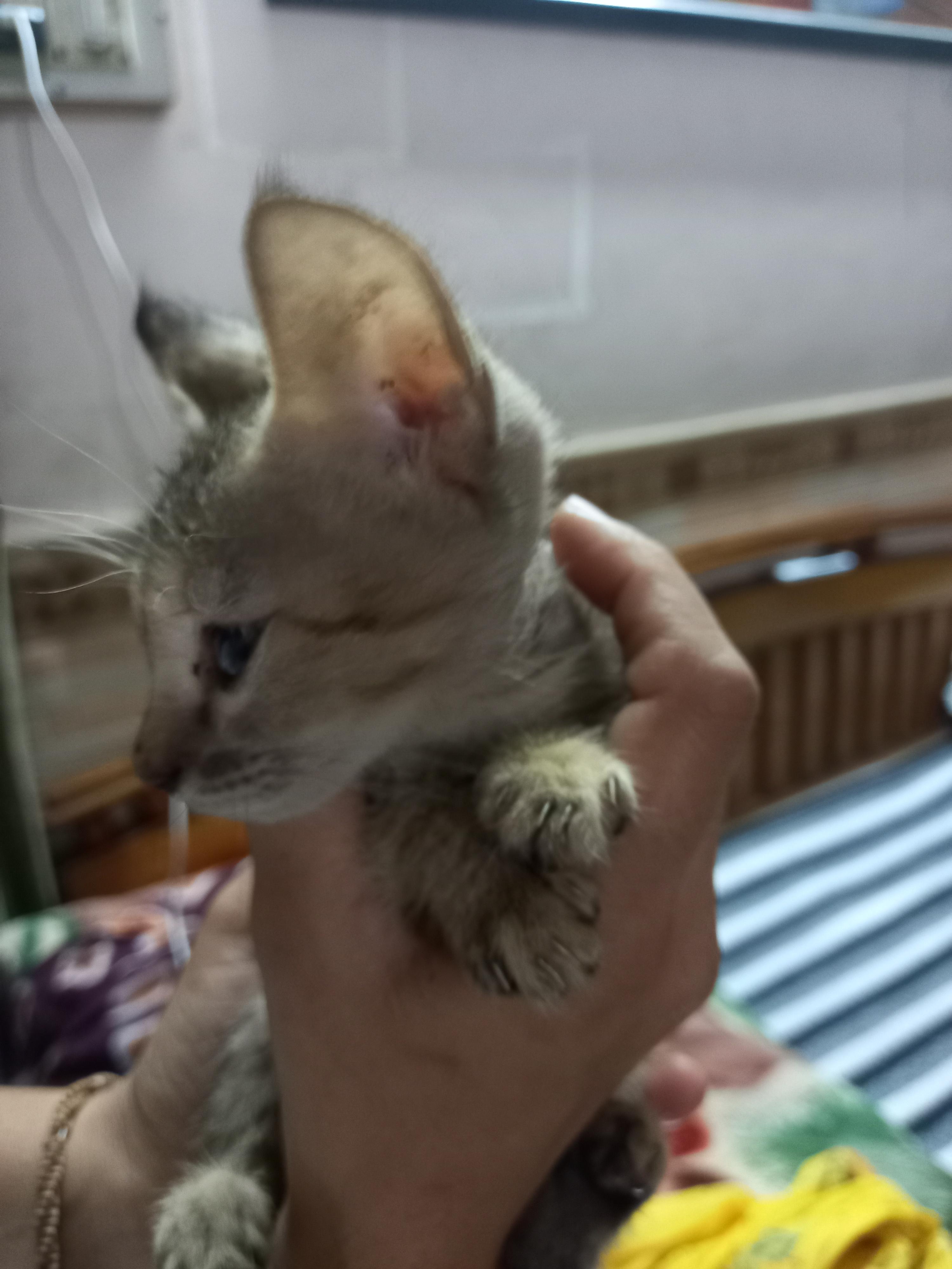 Reddit, meet daisy a 3 month old polio survivor, she's recovering now | Scrolller