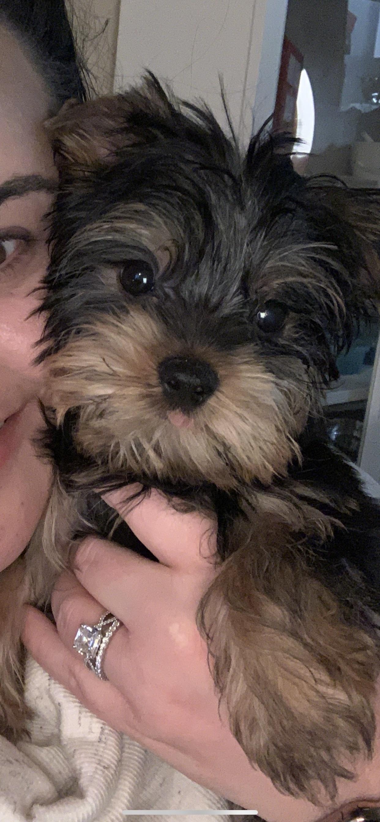 Reddit, meet Duke. Our new furbaby!!! | Scrolller