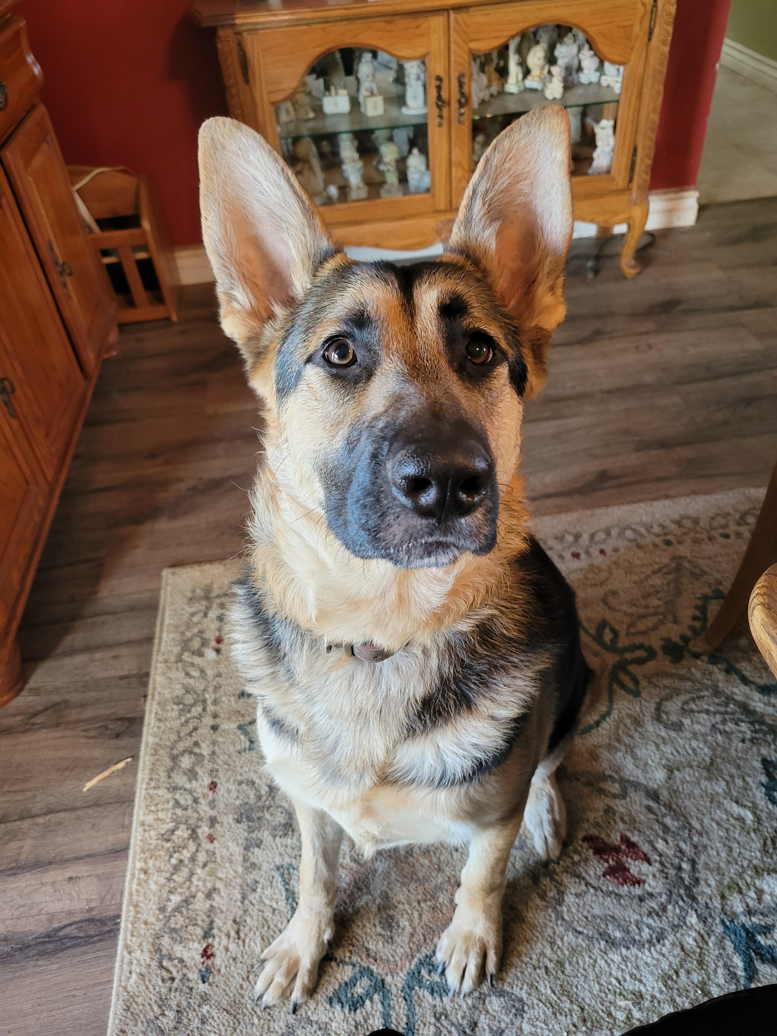 Reddit meet Joy she is 1 year old today. | Scrolller