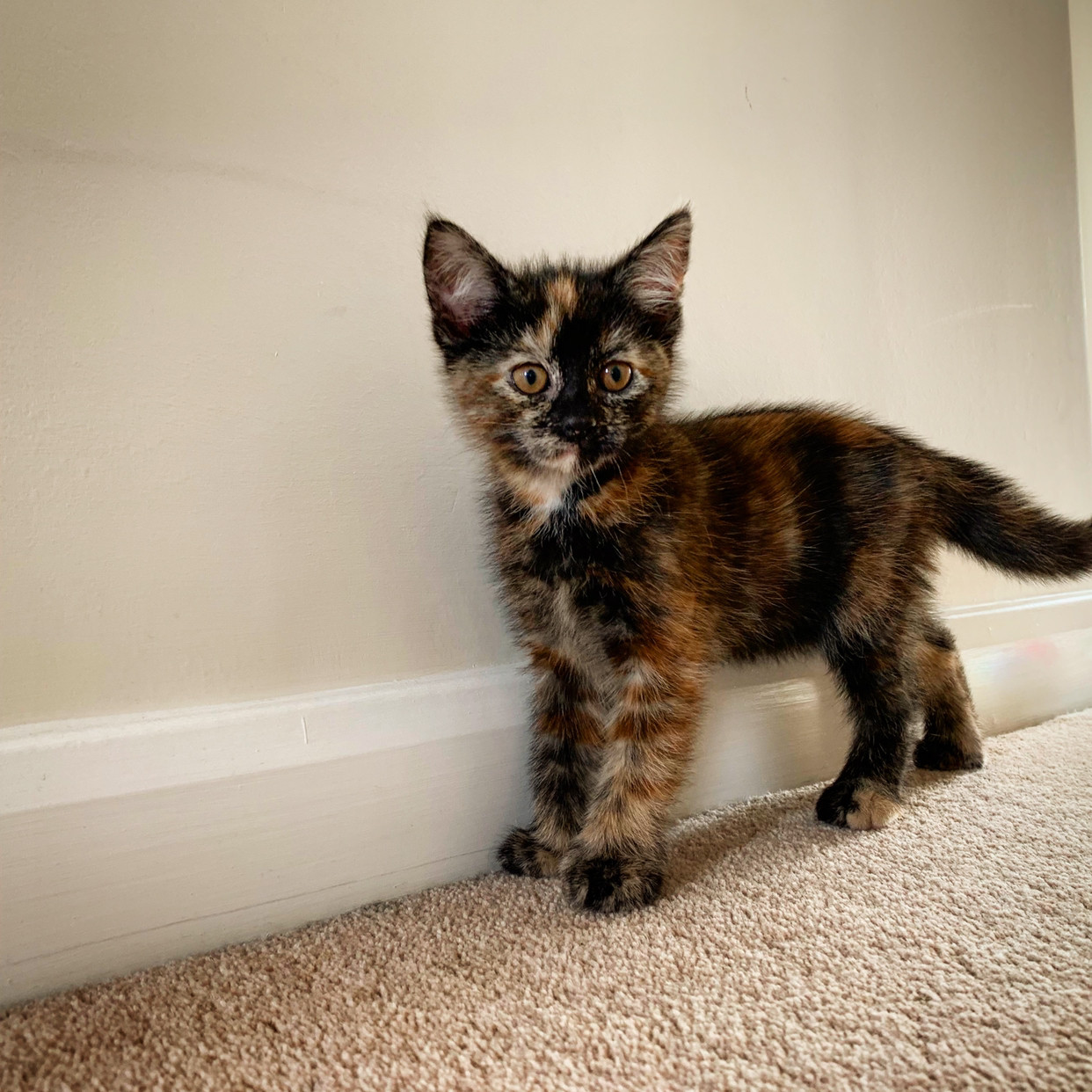 Reddit, meet Maple 🍁 | Scrolller