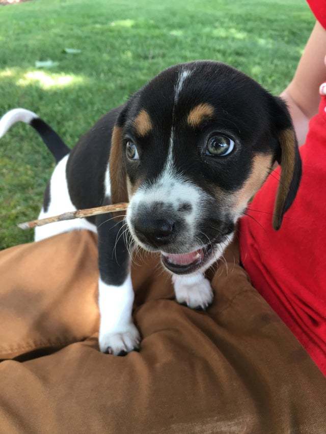Reddit meet Nova, our new Rottweiler! | Scrolller