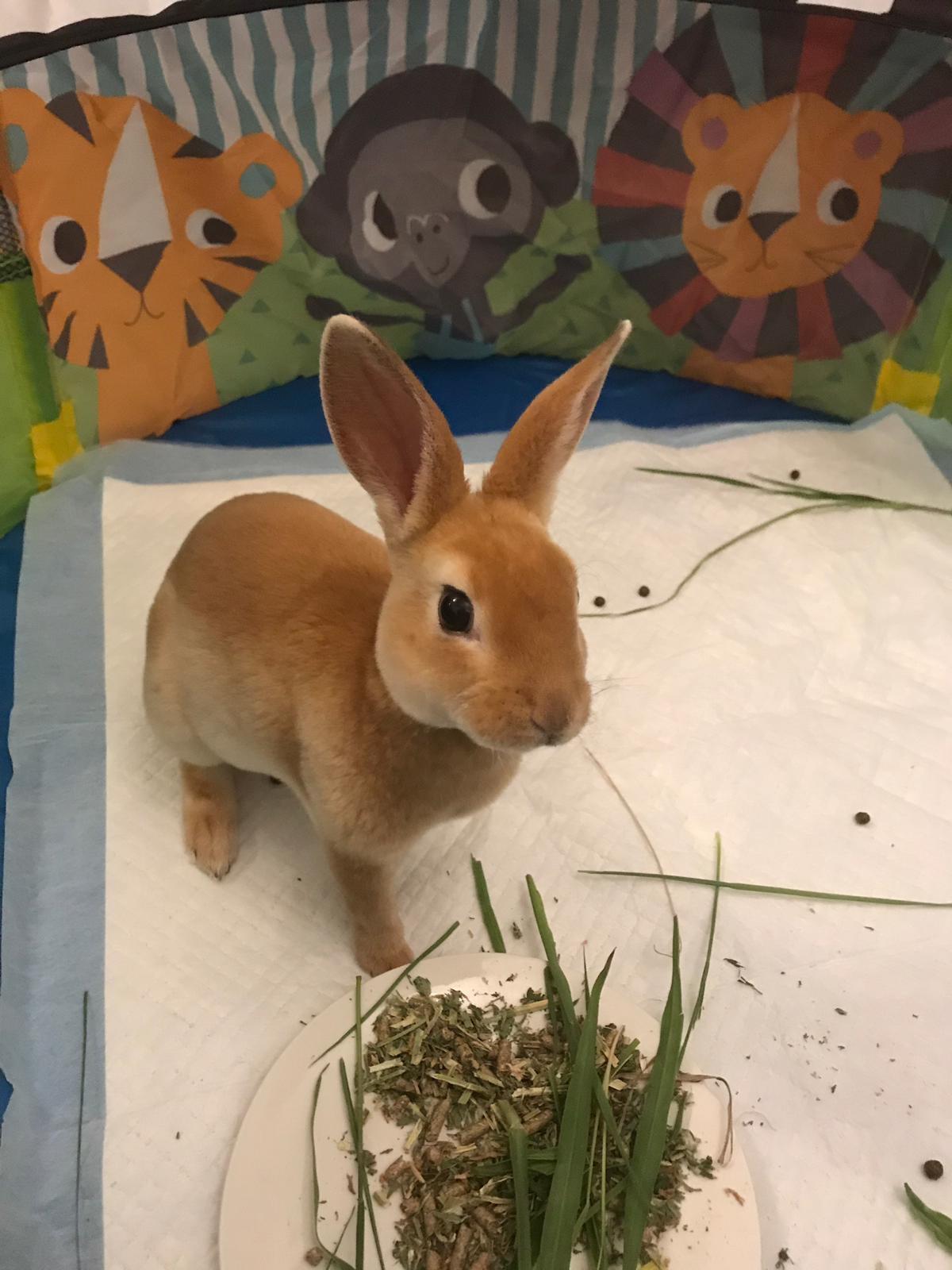 Discover more like Rabbits: Reddit meet Rocket! and Related Content | Scrolller