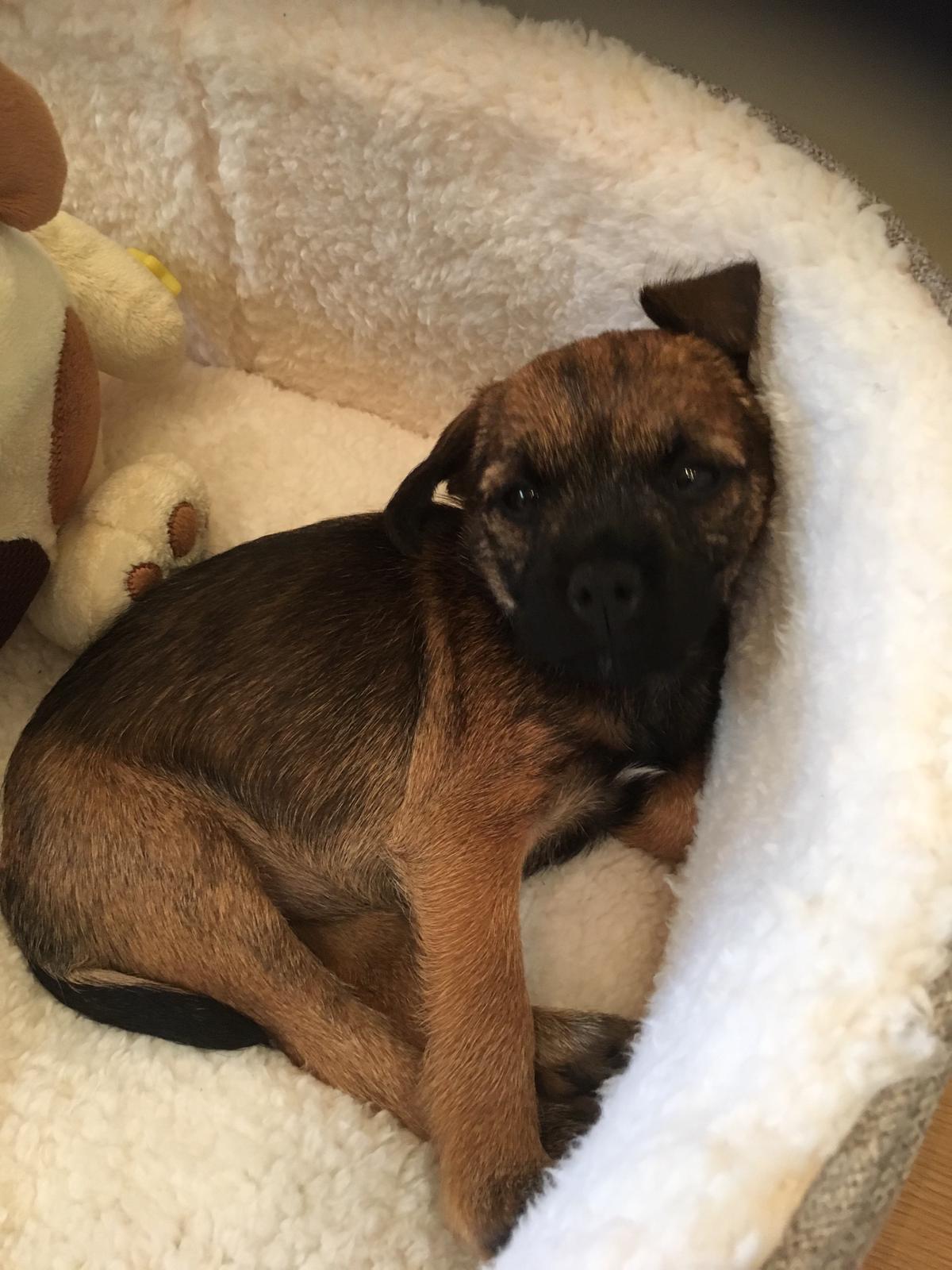 Reddit, meet Rosie! | Scrolller