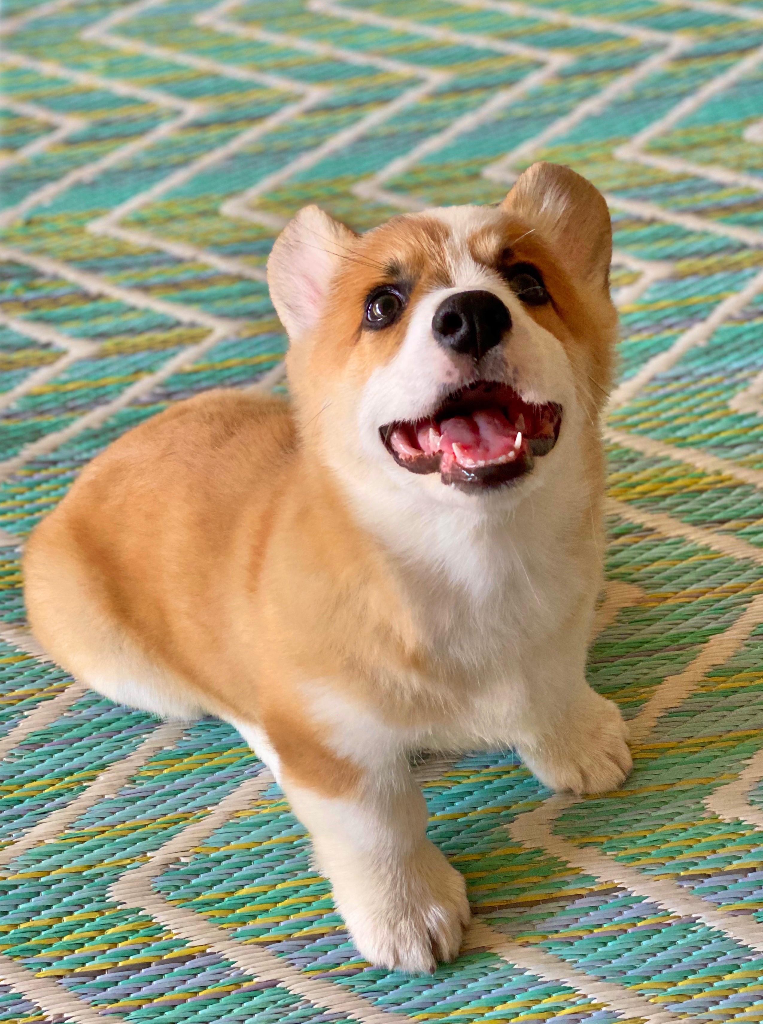 Reddit, meet Wily :) | Scrolller