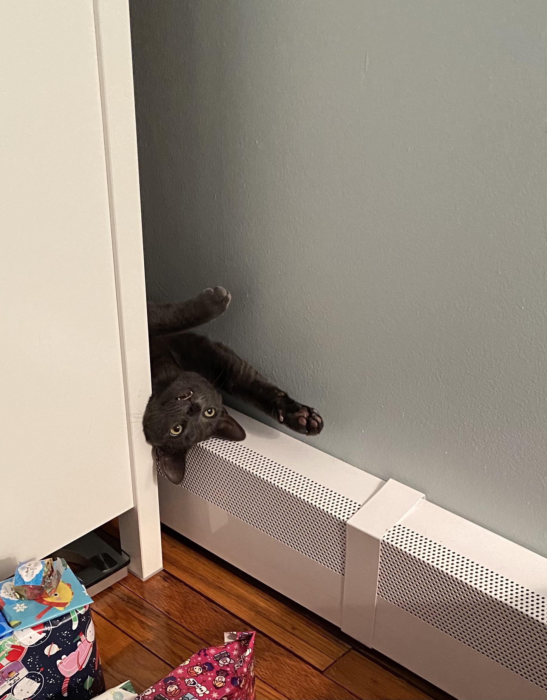 Relaxin’ on the radiator! | Scrolller