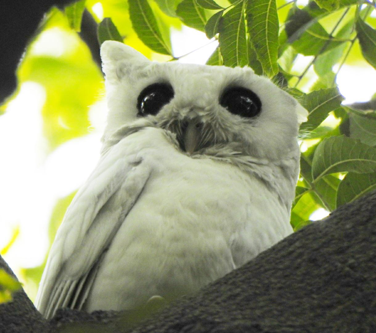 Request identification of this owl seen in Jaipur, India | Scrolller