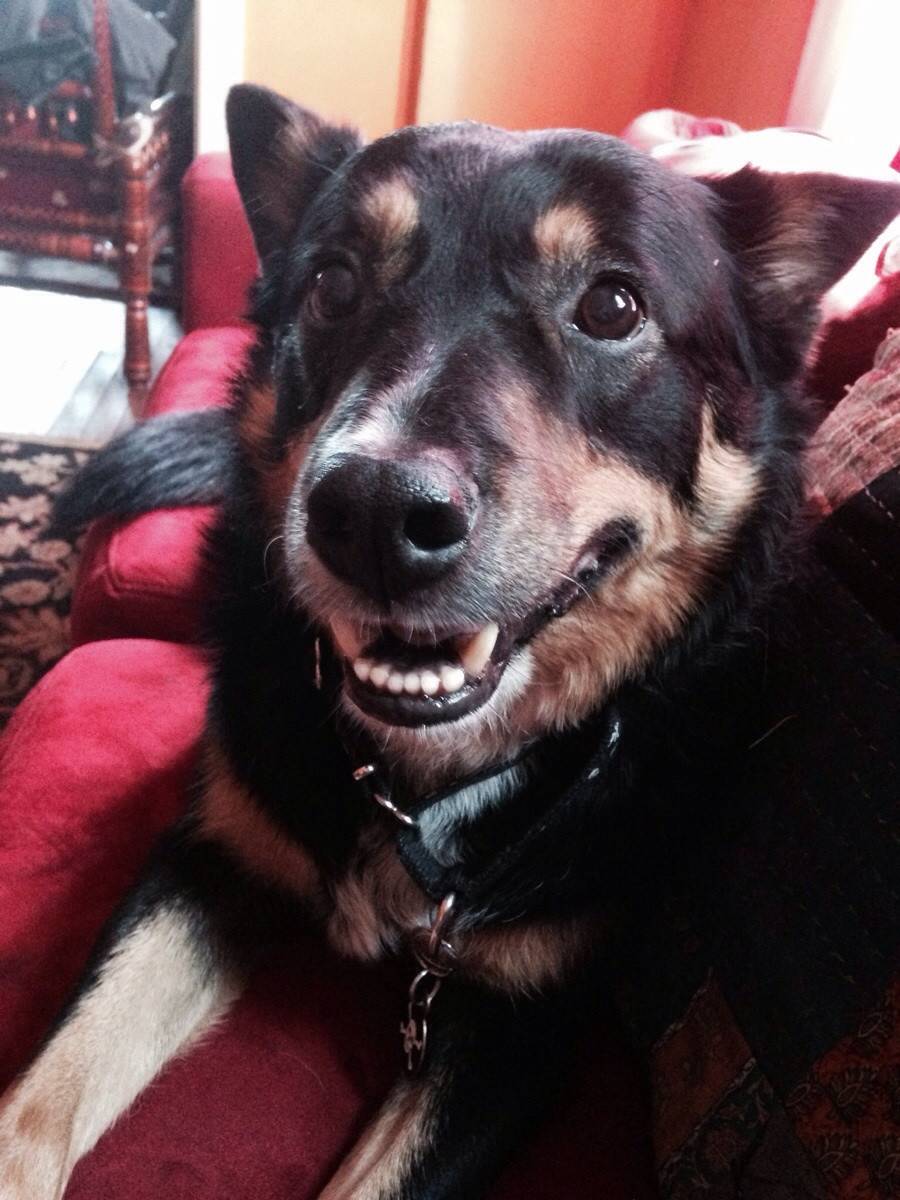 Rescue Kelpie Max | Scrolller