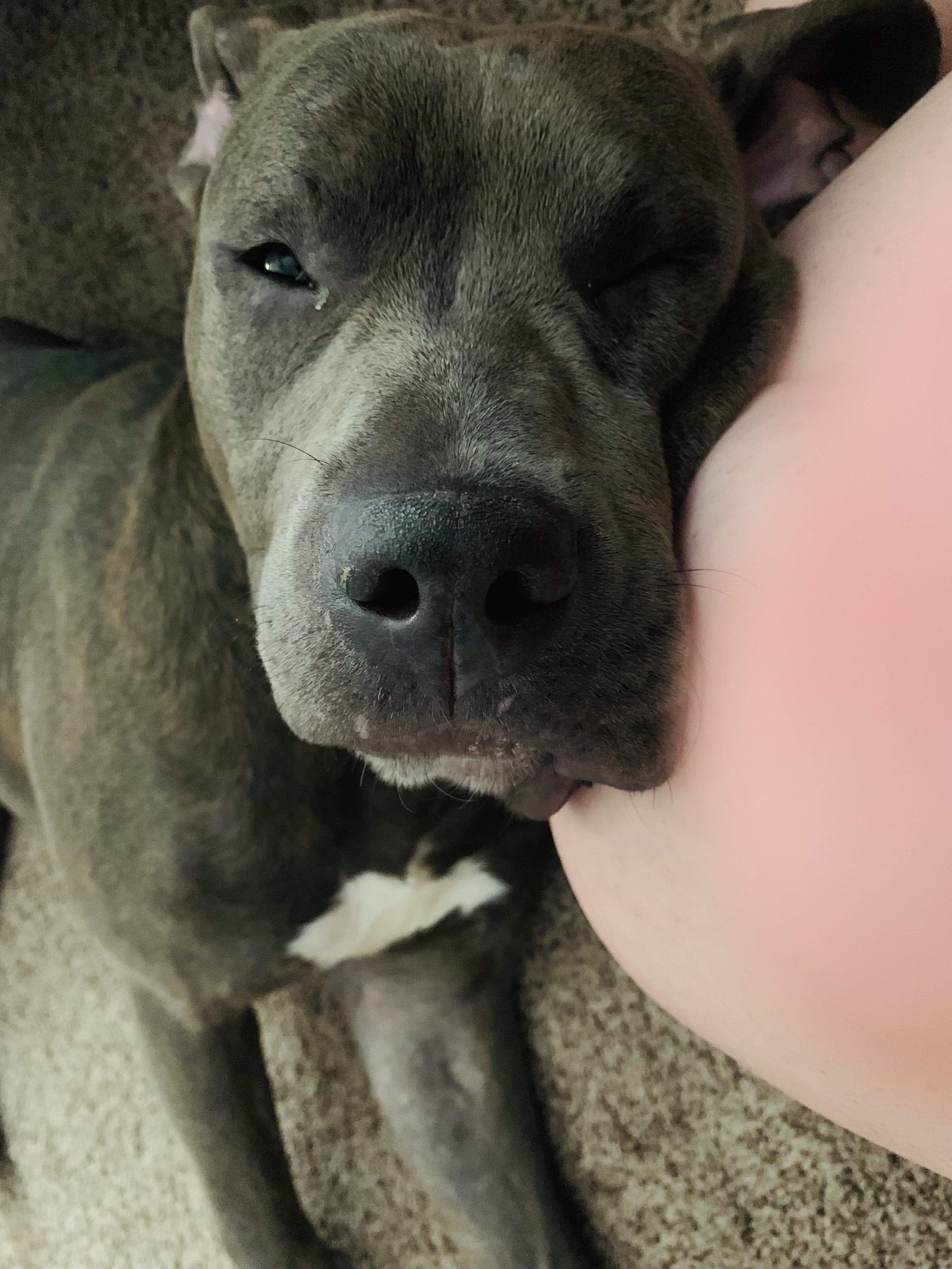 Rescue pup laying on his new favorite girl. | Scrolller