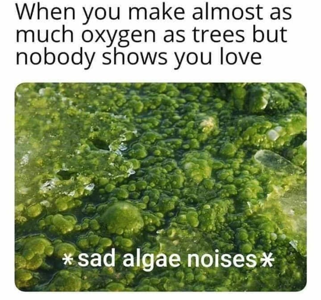 Respect for Algae | Scrolller