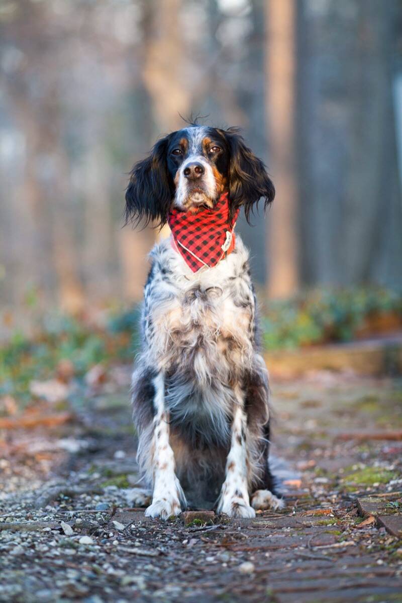 Resplendent on the path | Scrolller