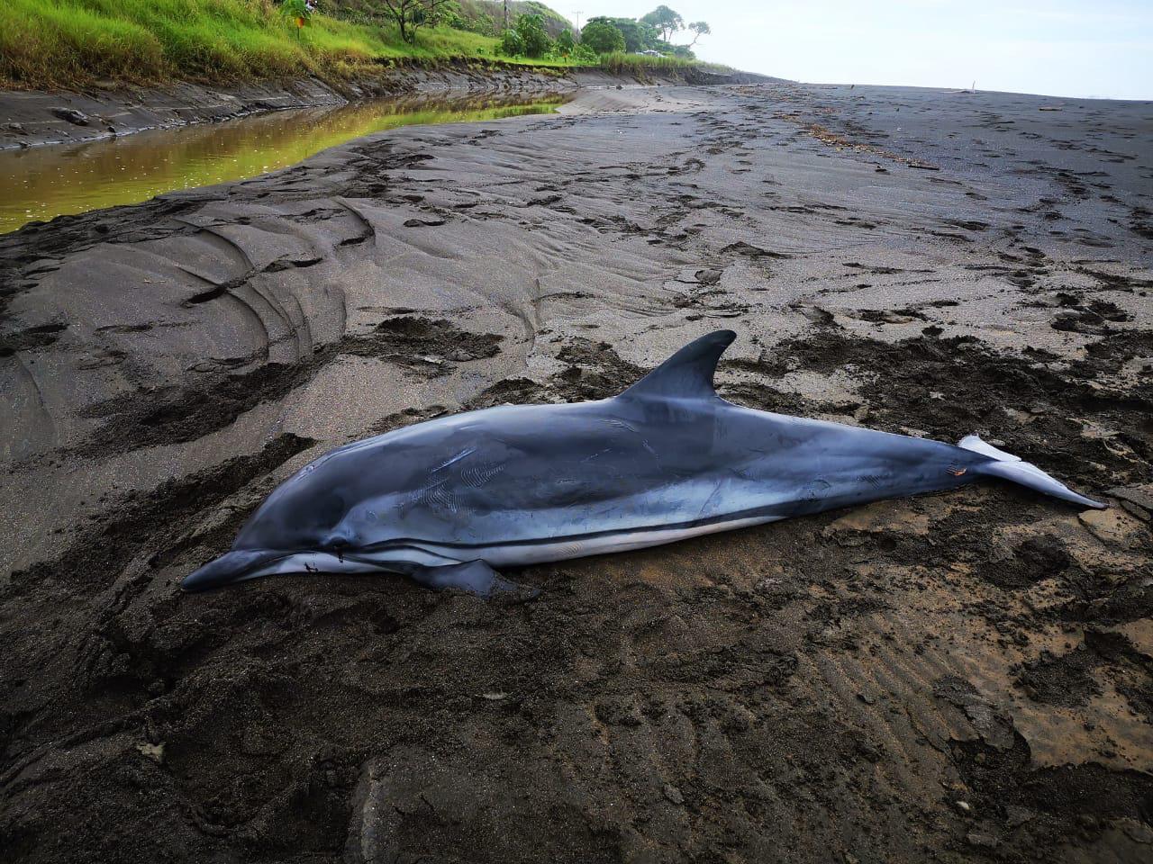 Rest in Peace buddy :( | Scrolller