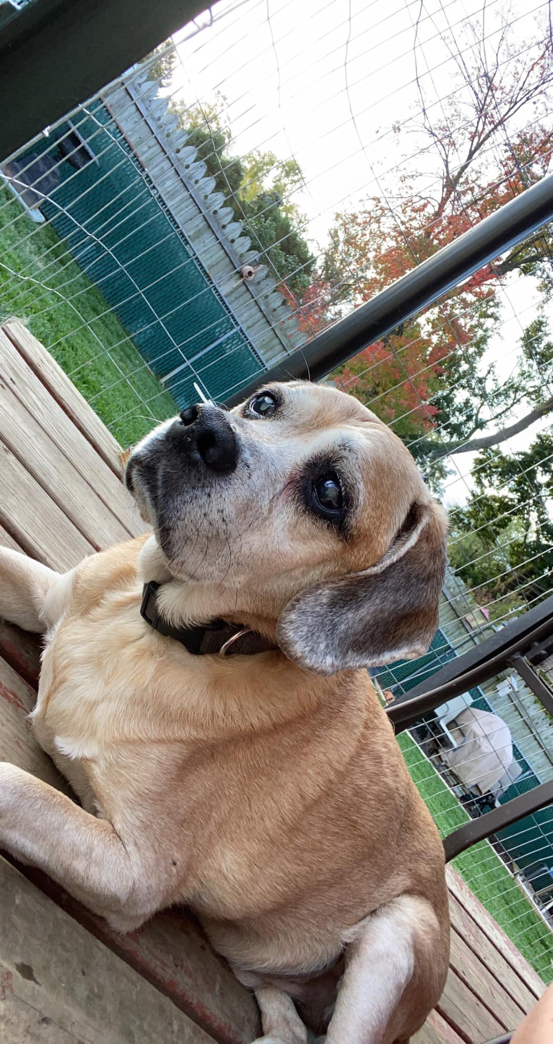 Rest in peace my sweet Nugget. | Scrolller