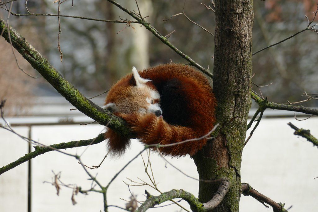 rest time zzz | Scrolller