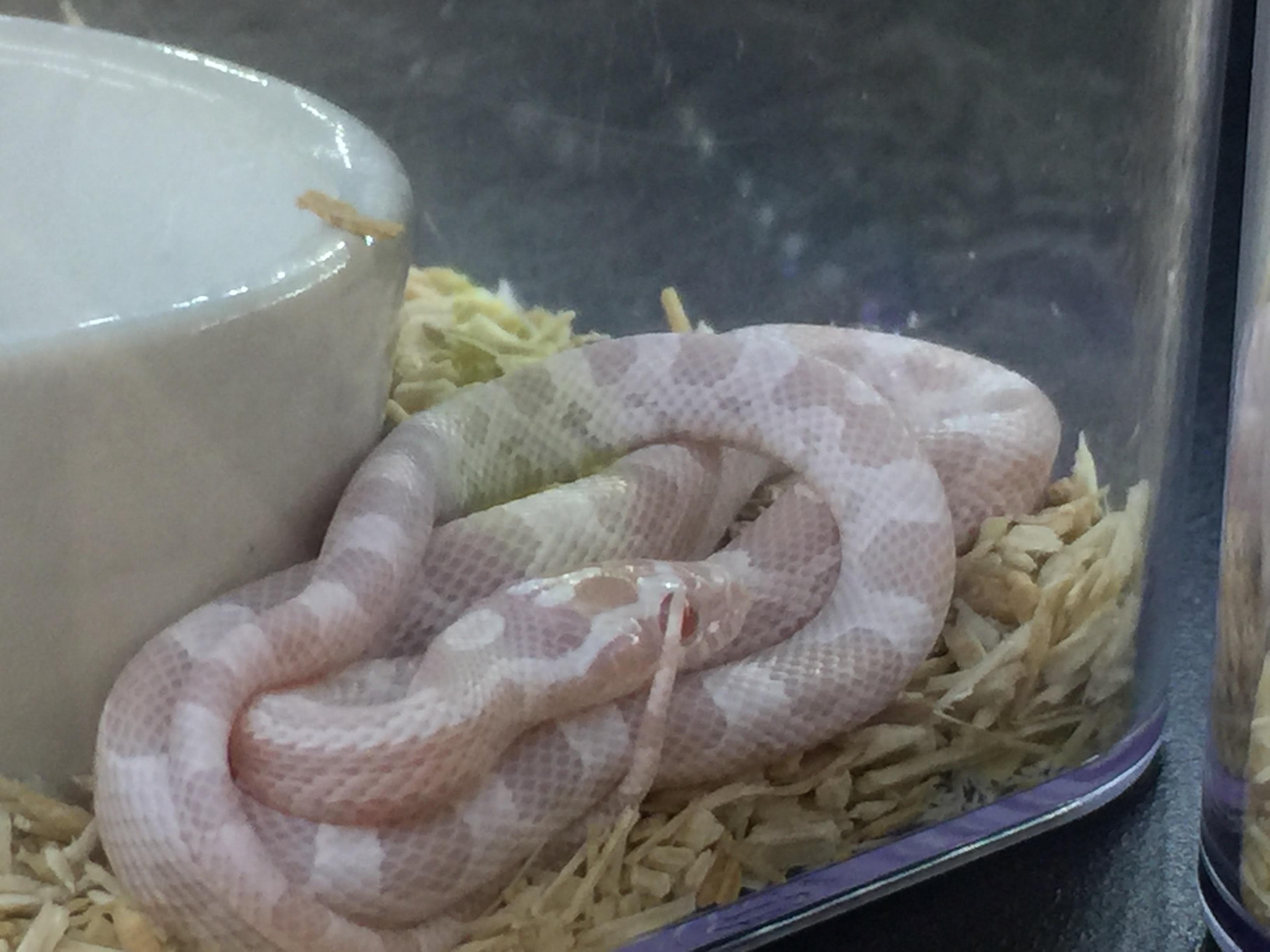 Resting boye | Scrolller