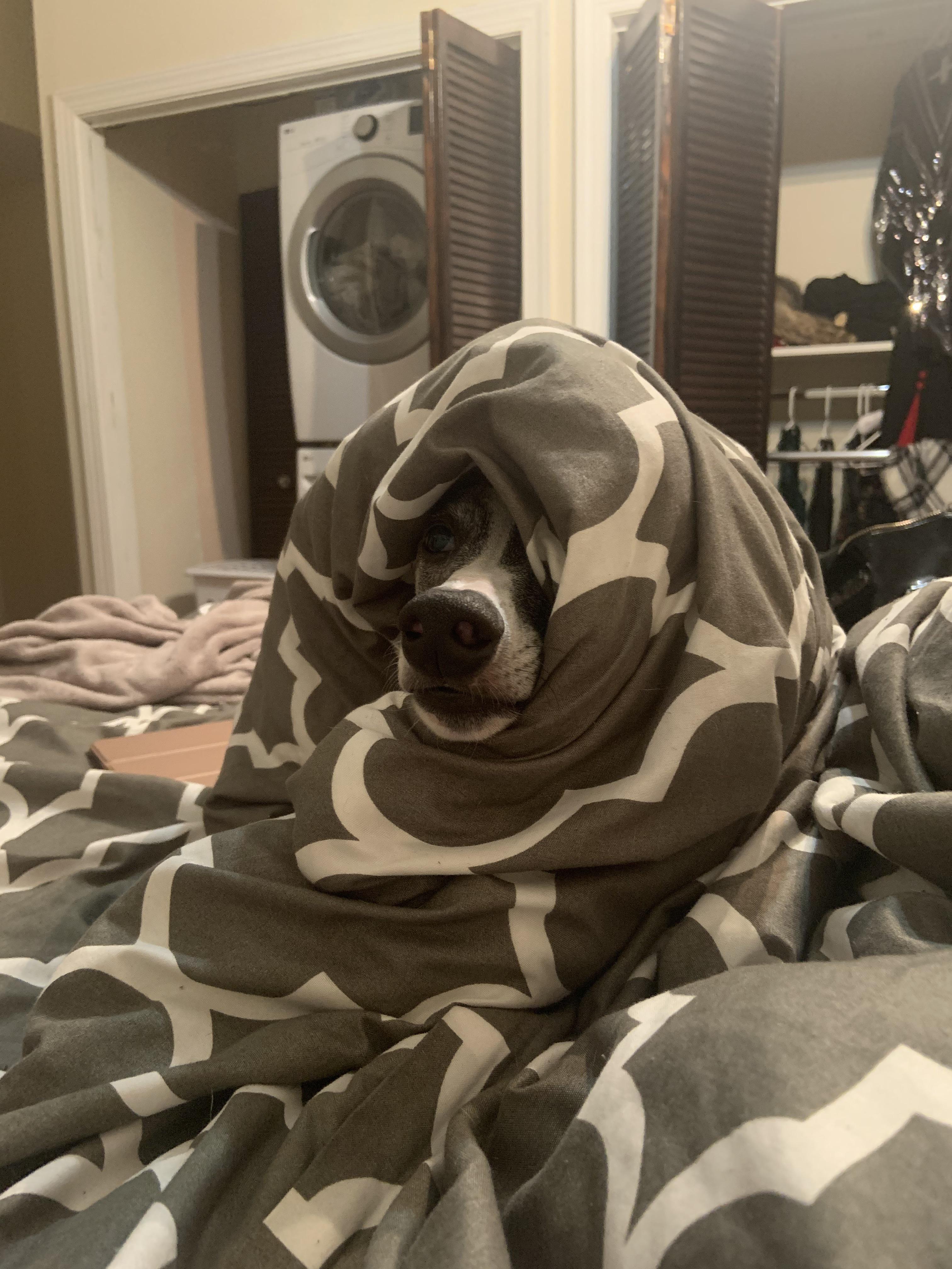 Reuben, the king of cozy!!! | Scrolller