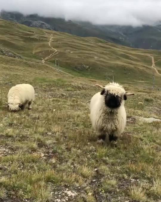 Ridiculously fluffy sheep. | Scrolller