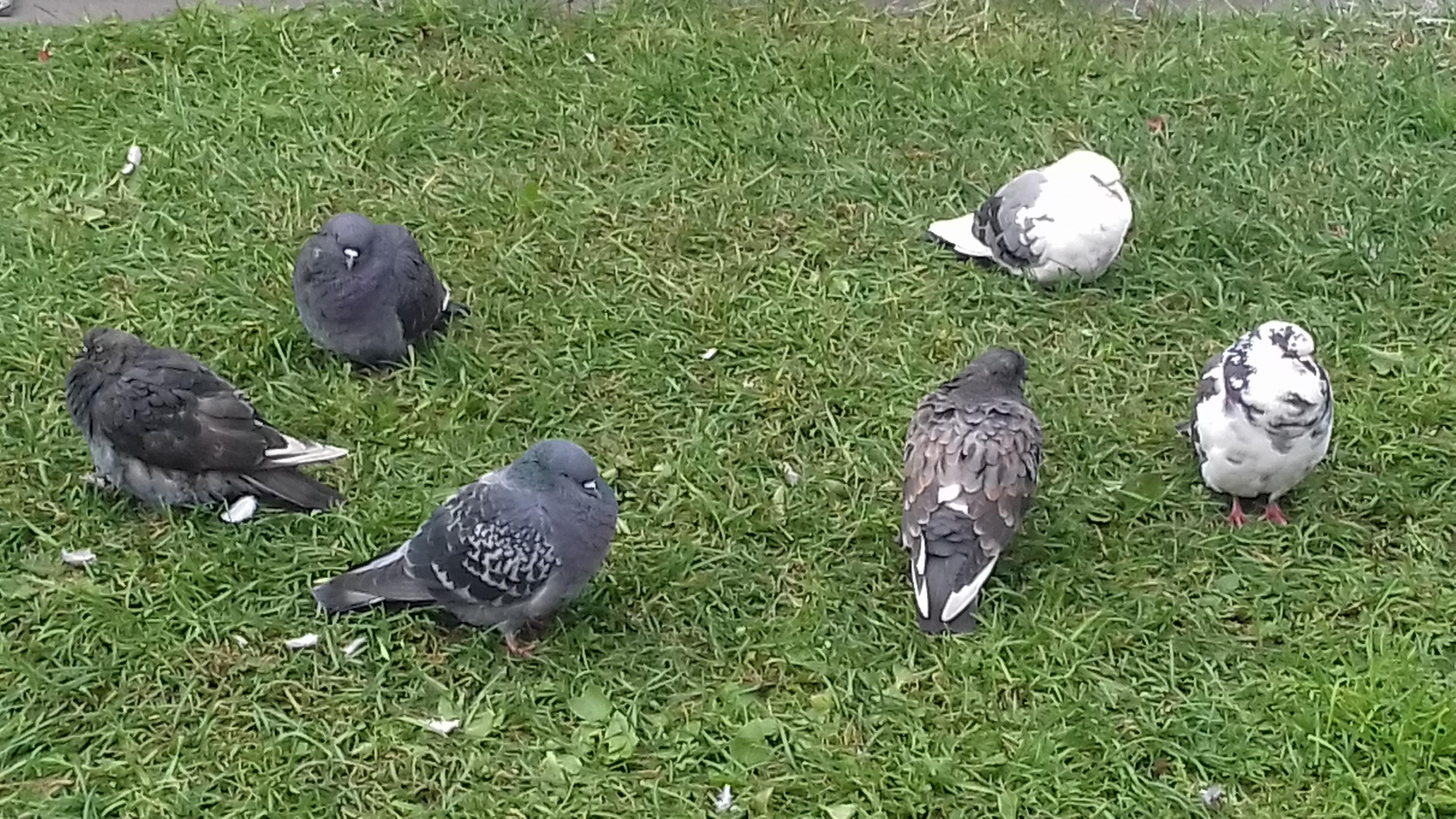 Ring of pigeons | Scrolller