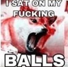 Rip doge | Scrolller