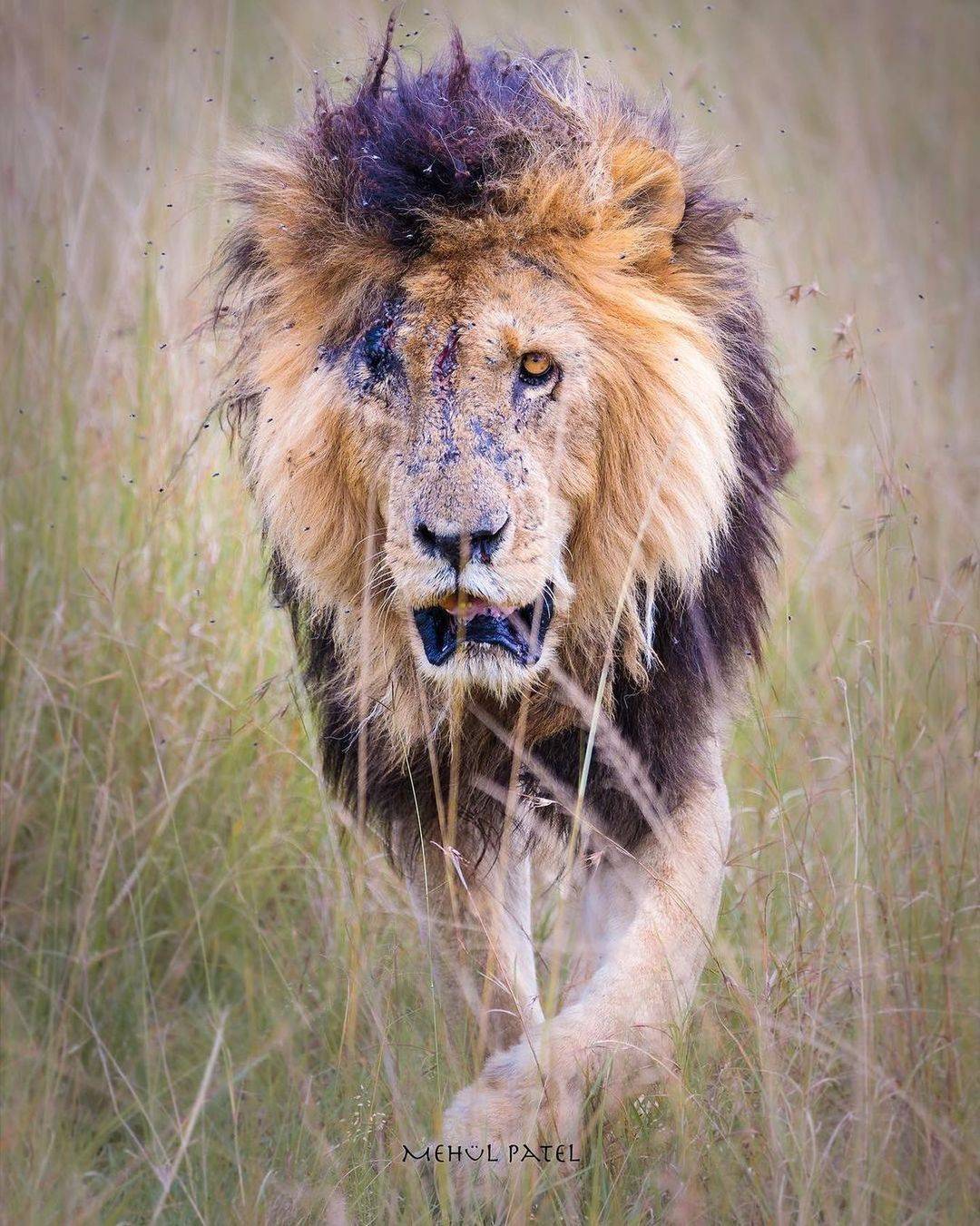 RIP Scarface | Scrolller