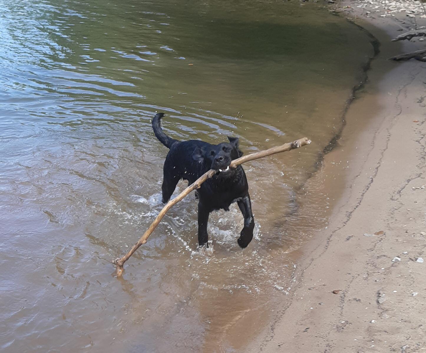 River loves to play in the Potomac River! | Scrolller