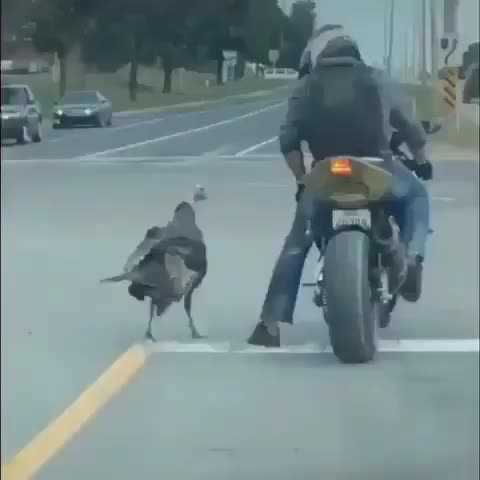 road rage | Scrolller