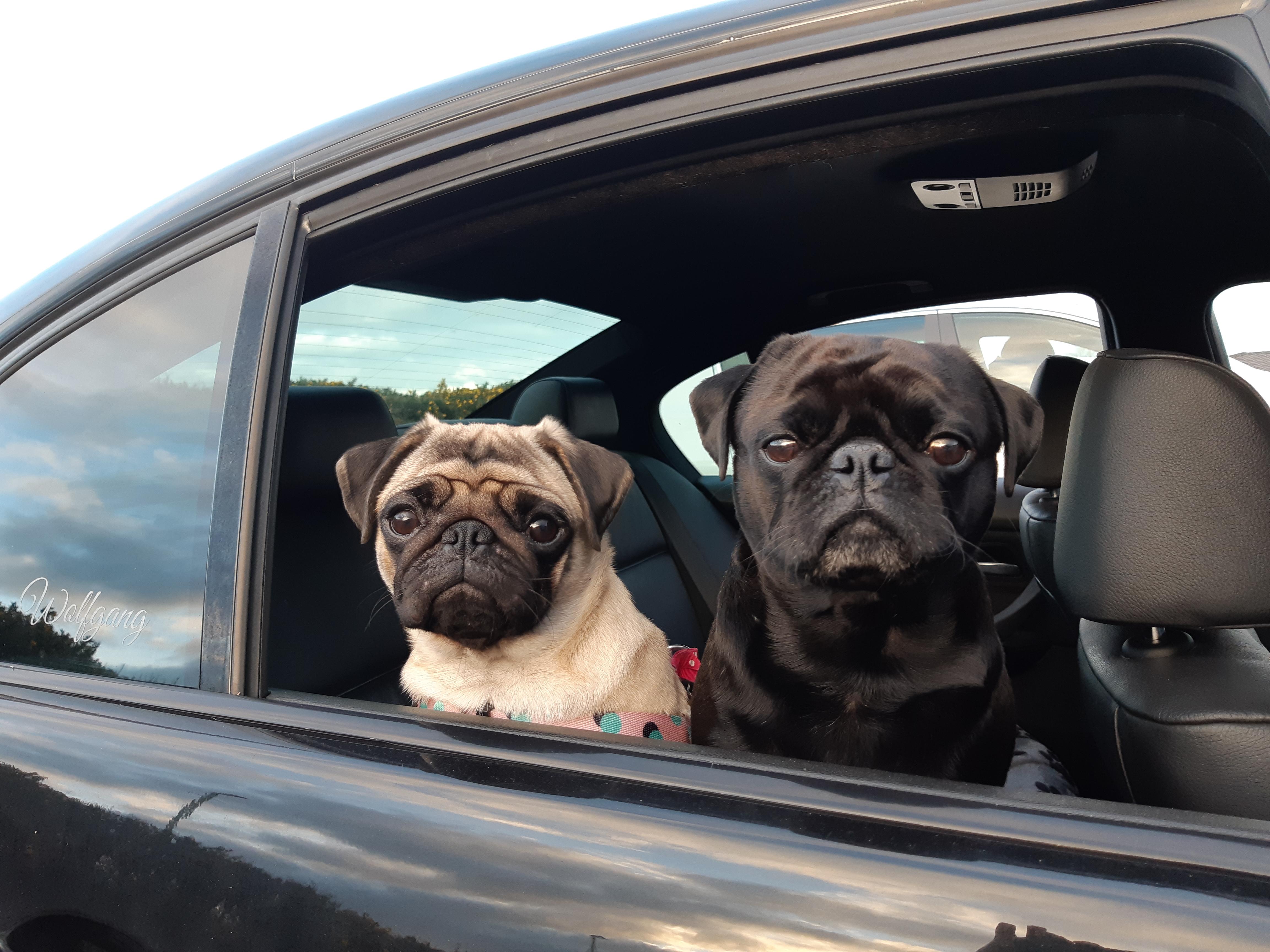 Road Trippin Scrolller