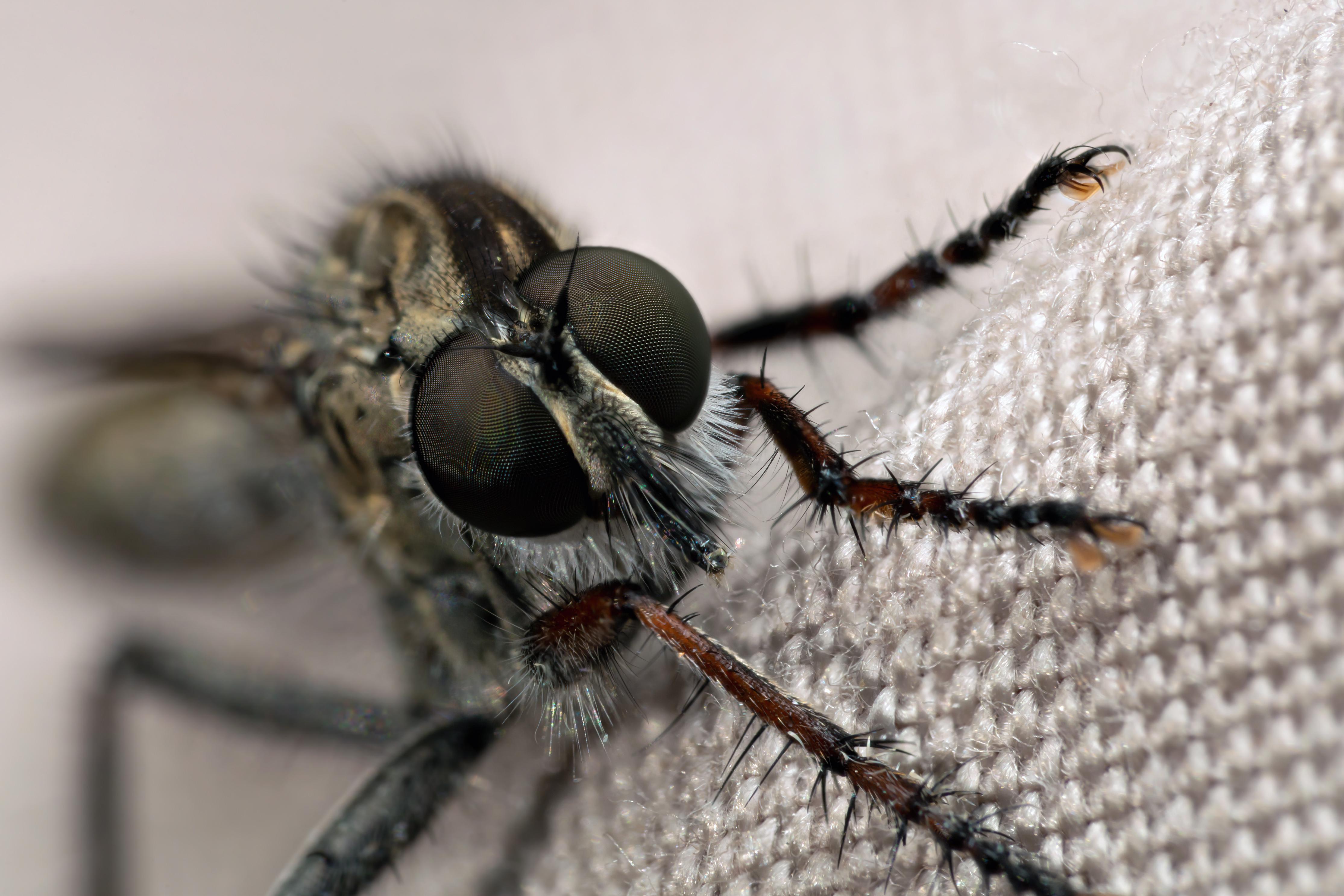 Robber fly on my knee [OC] [4459x2973] | Scrolller