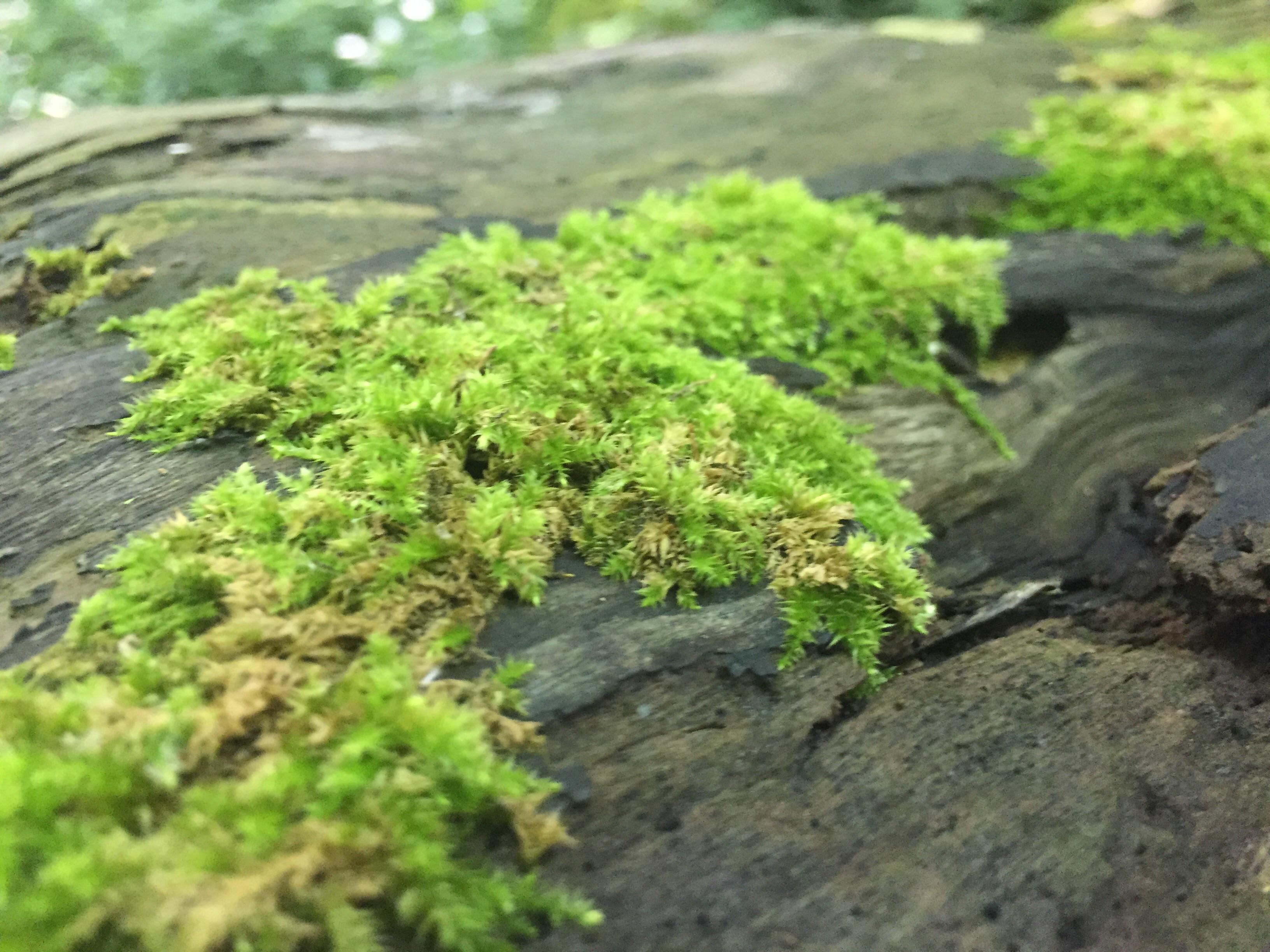 Rock moss | Scrolller