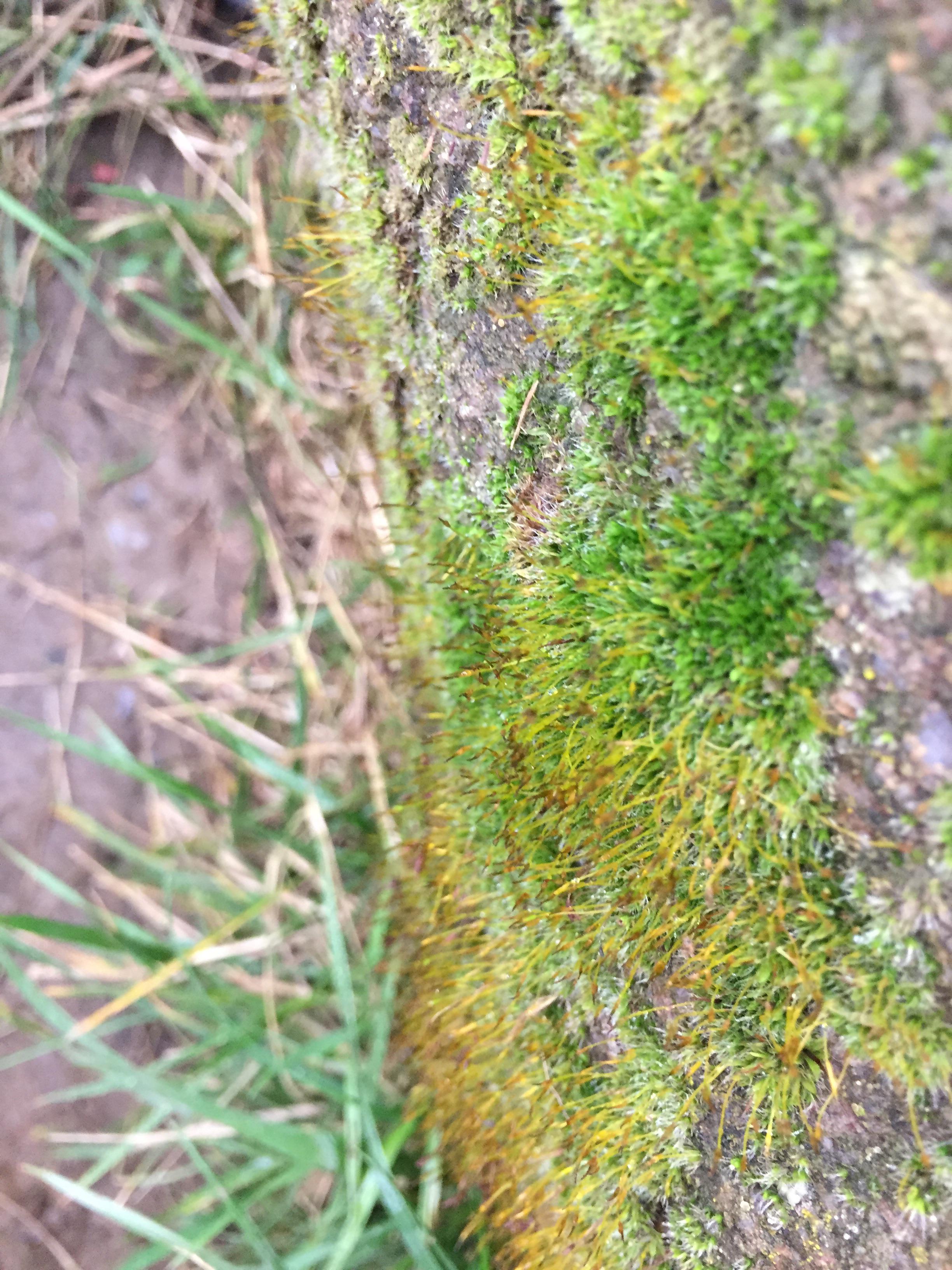 rocky moss | Scrolller