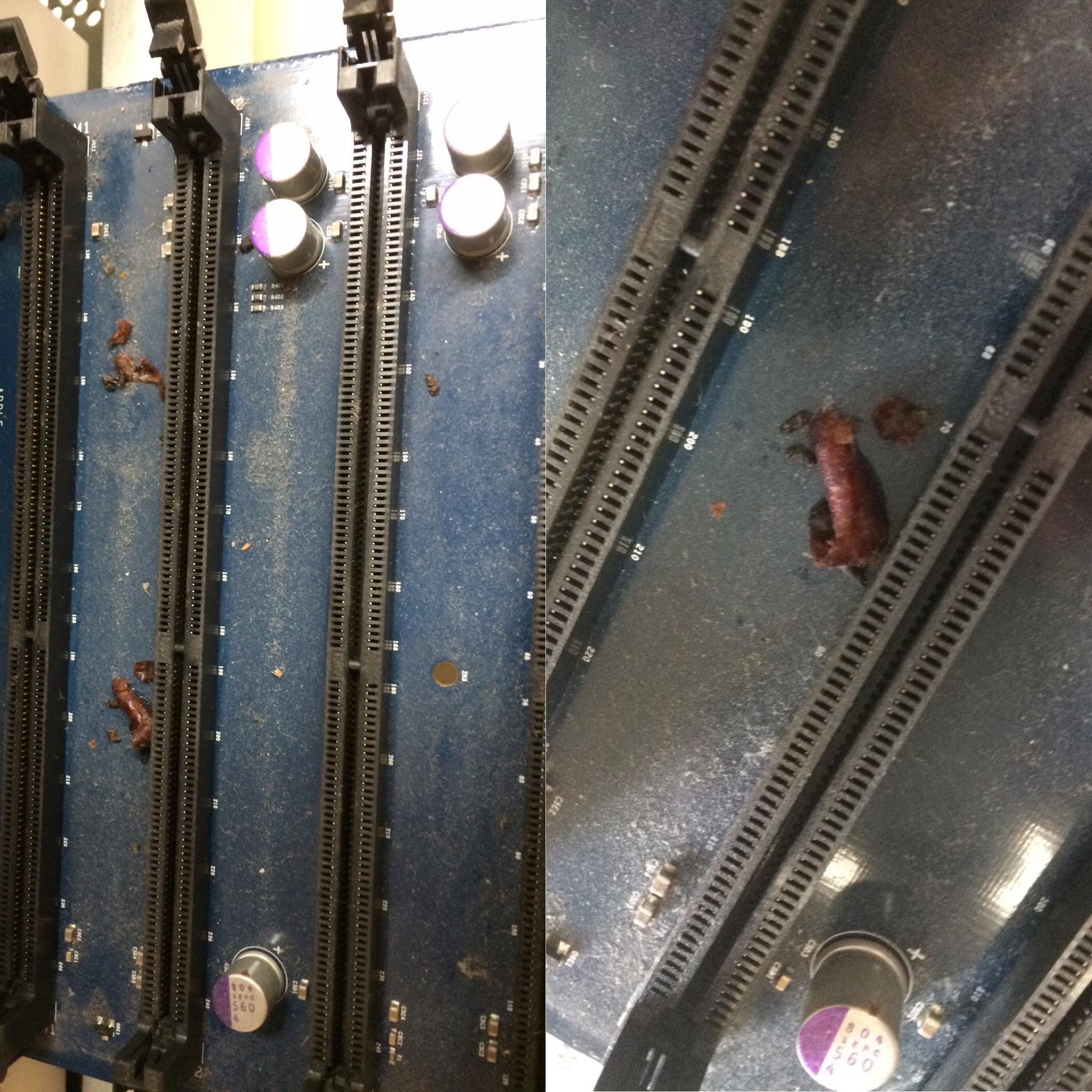 Rodent poop on a memory riser | Scrolller