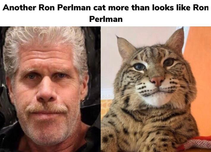 Ron_Perlman_Cat.vol.2 | Scrolller