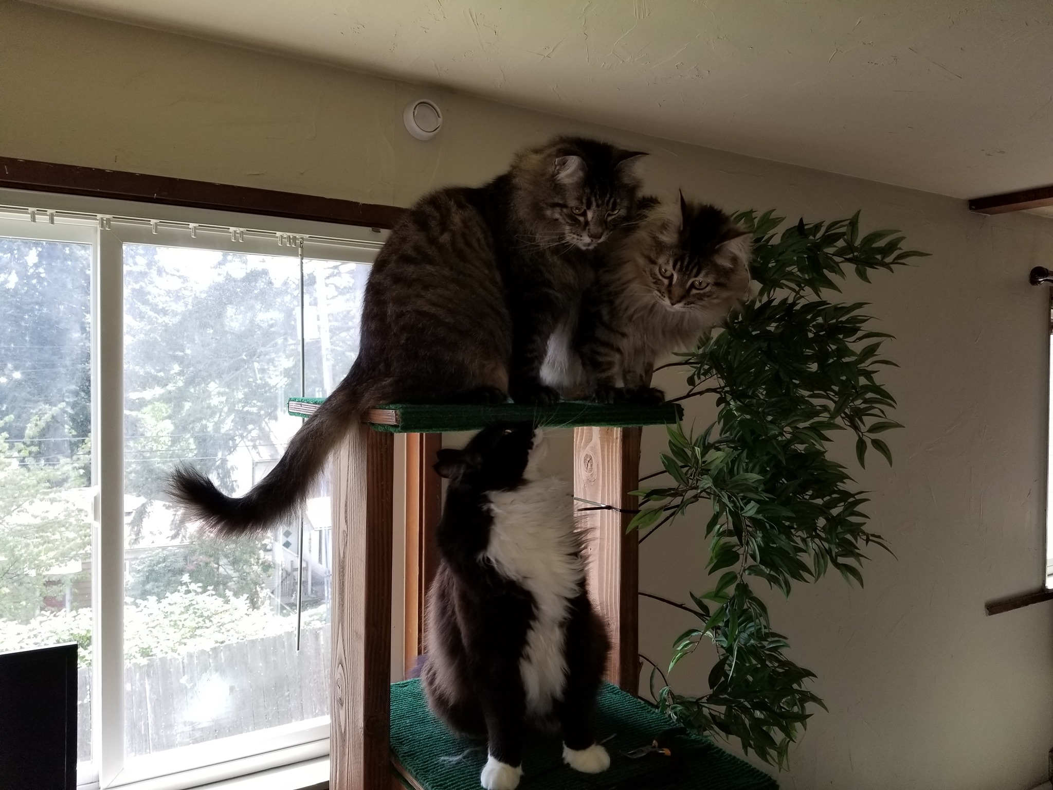 Ronan going JAWS on Maynard and Nova | Scrolller