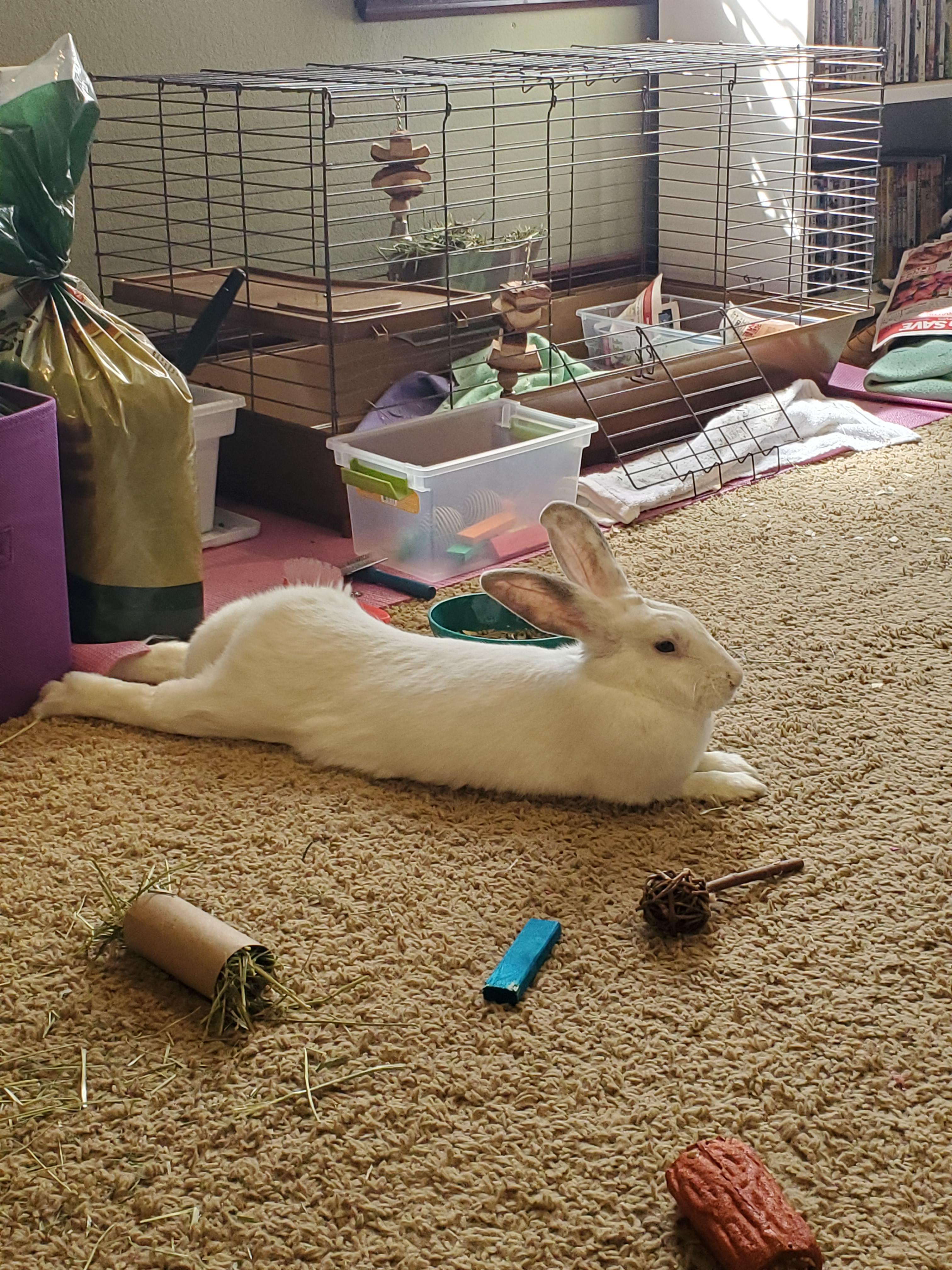Rosie enjoying a full sploot | Scrolller