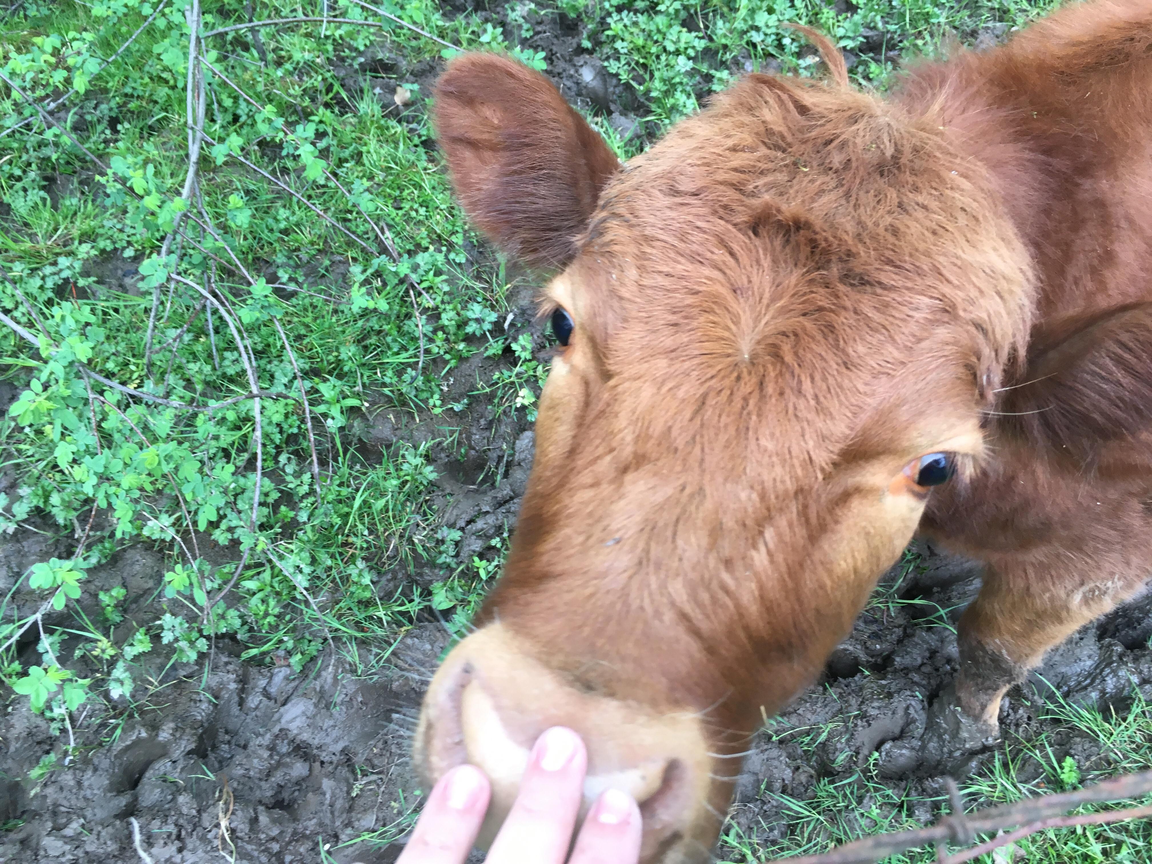 Rosie goes boop | Scrolller