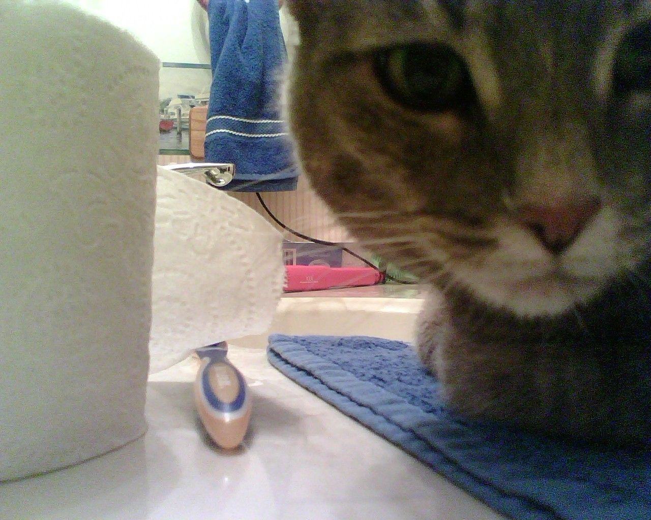 Rosie's a bathroom cat. | Scrolller