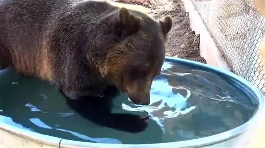 Rub A Dub Dub Scrolller