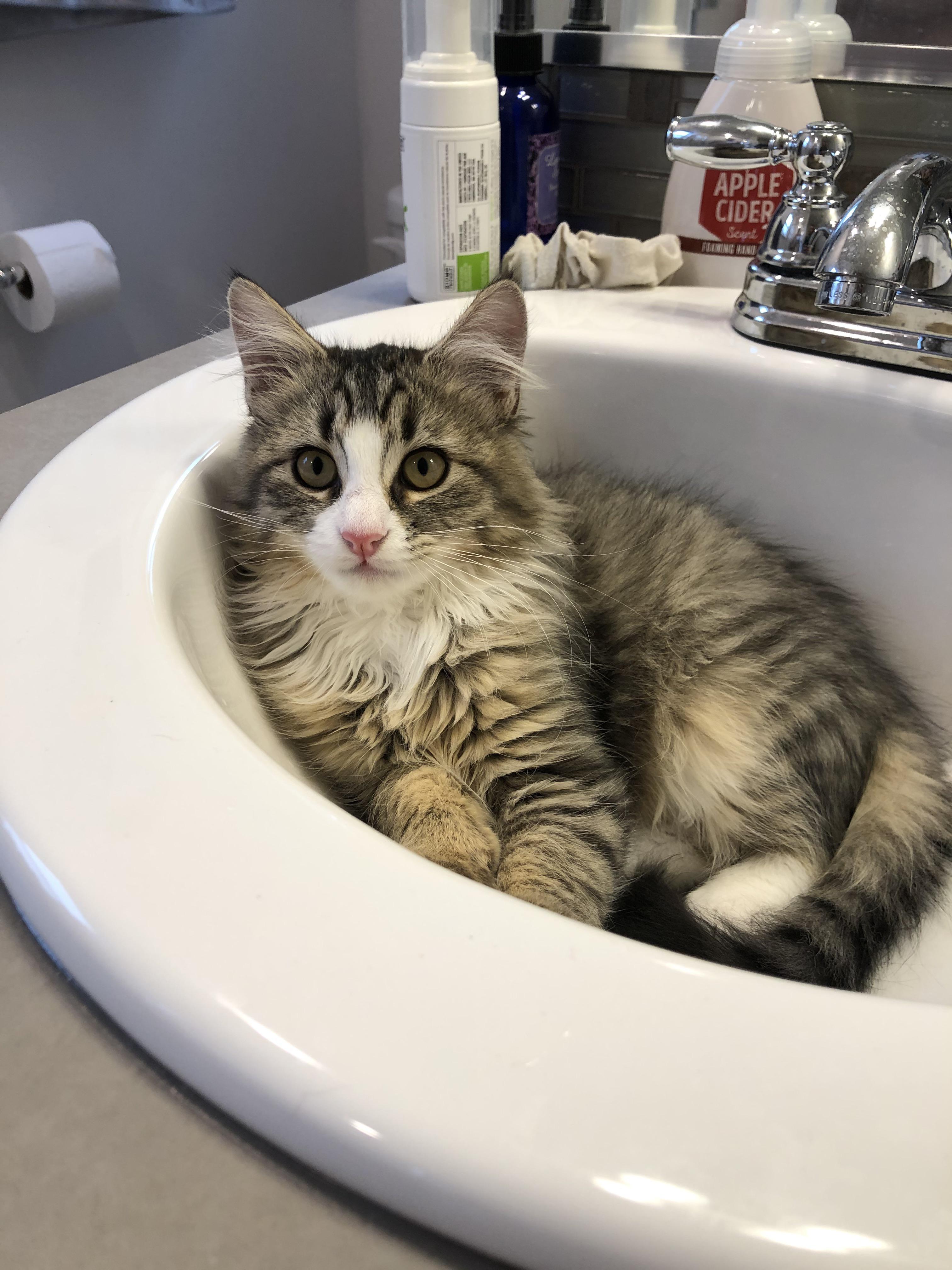 Ruby has recently discovered the sink and is never leaving (2.5 months old) | Scrolller