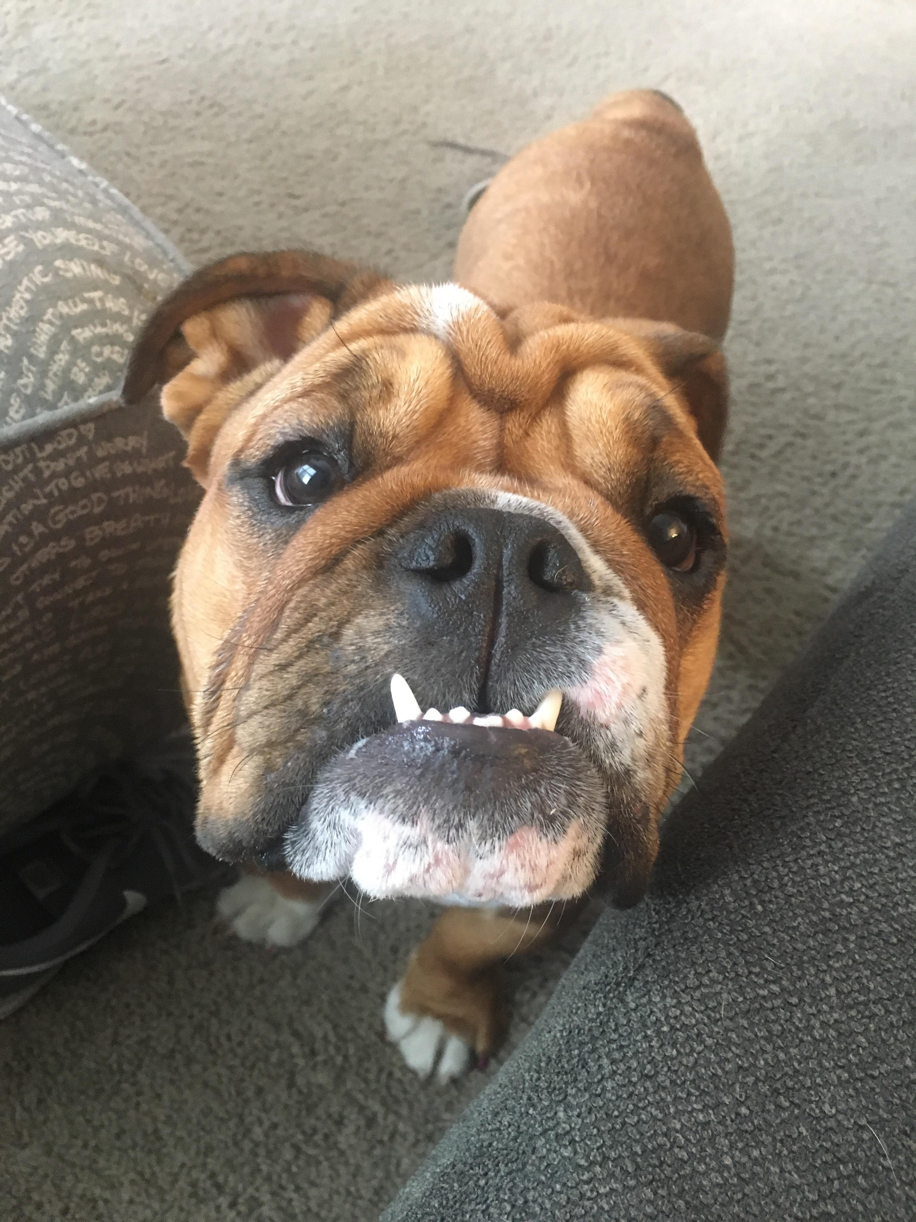 Ruby mastered the the double tooth underbite at seven and a half months old! She’s such a BIG ...