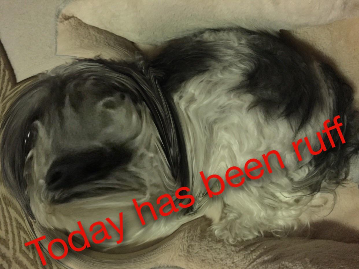 Ruff Day | Scrolller