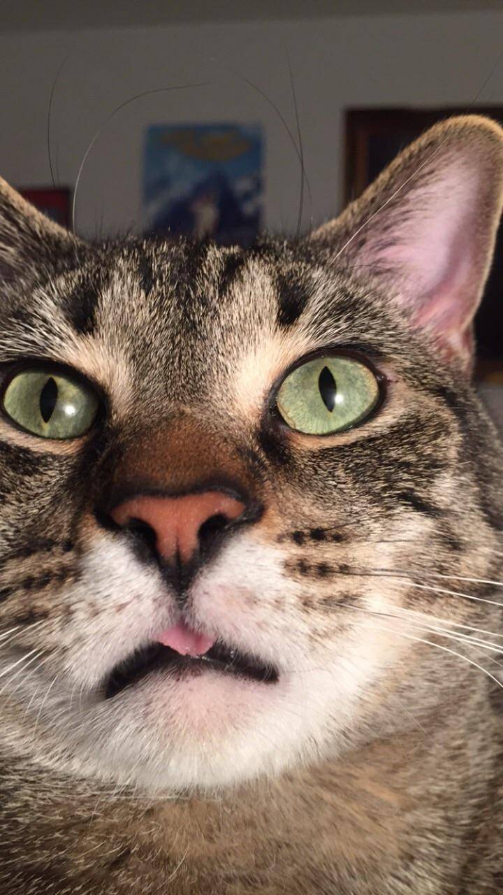 Rufus, the green eyed boy, finally bleps! | Scrolller