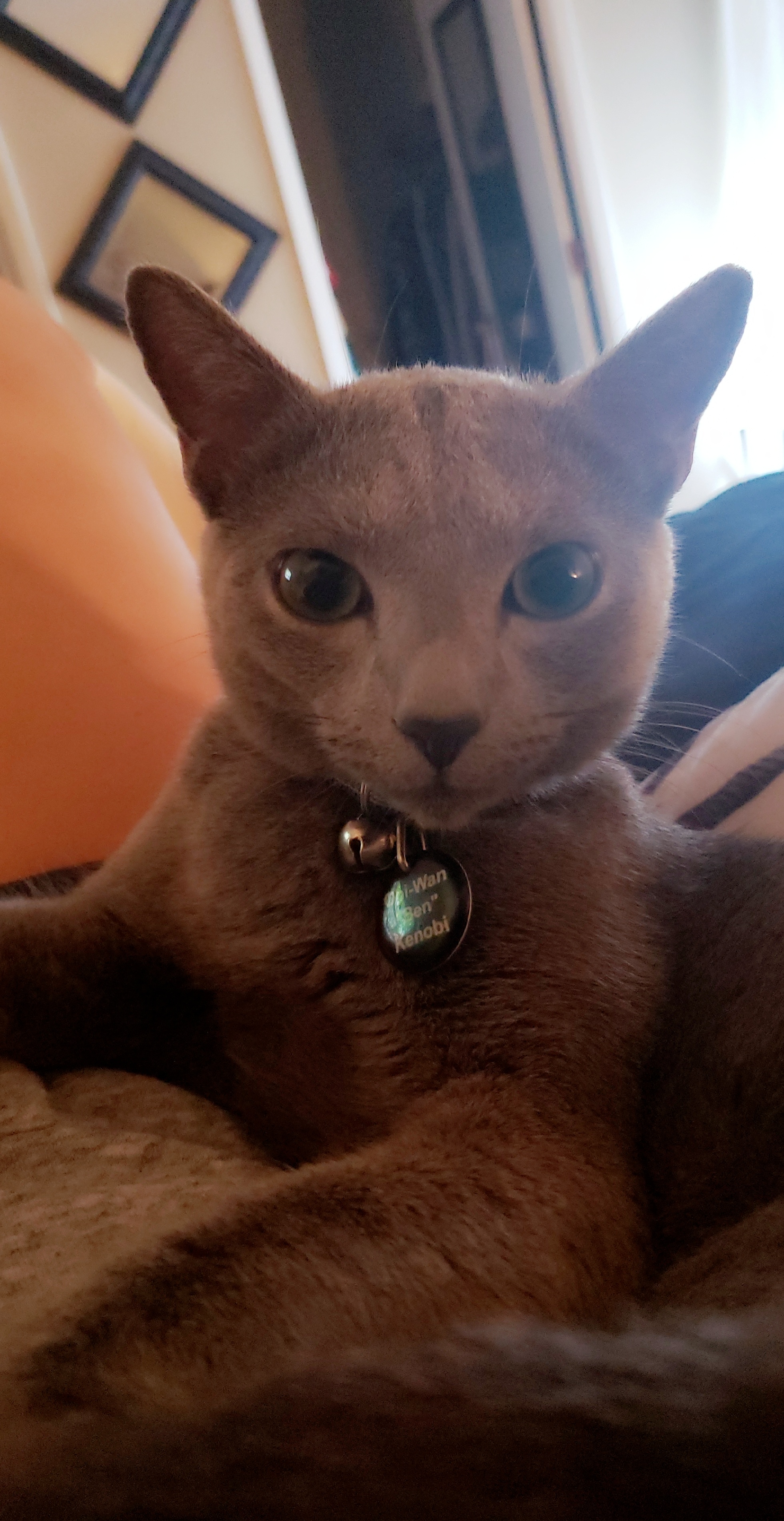 Russian Blue Community, meet Ben Kenobi! Aka Obi-Wan "Ben" the Catnobi. | Scrolller