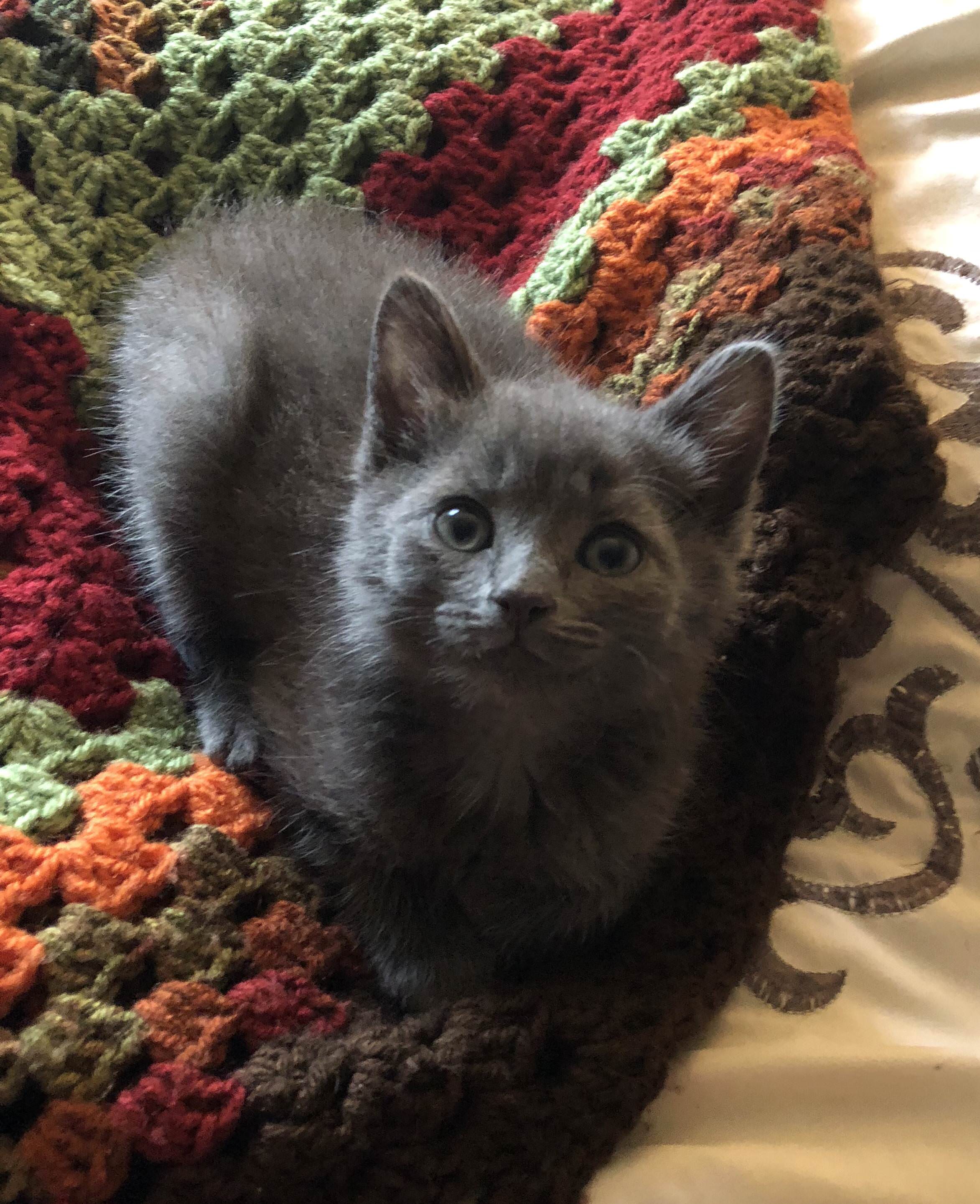 Discover more like Catloaf: Russian Blue Kitten Loaf and Related Content | Scrolller