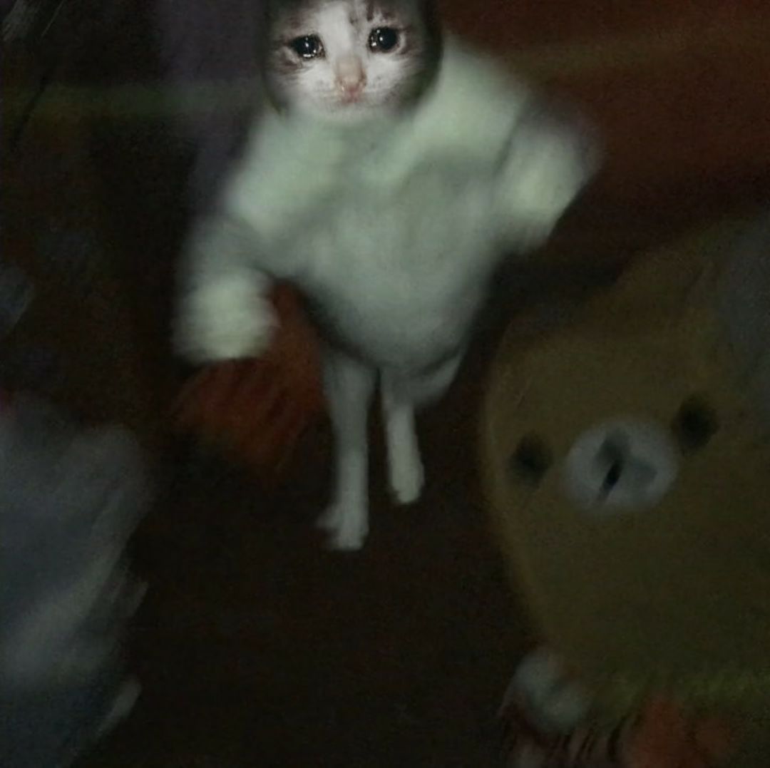 Sad Cat: Raid time! | Scrolller