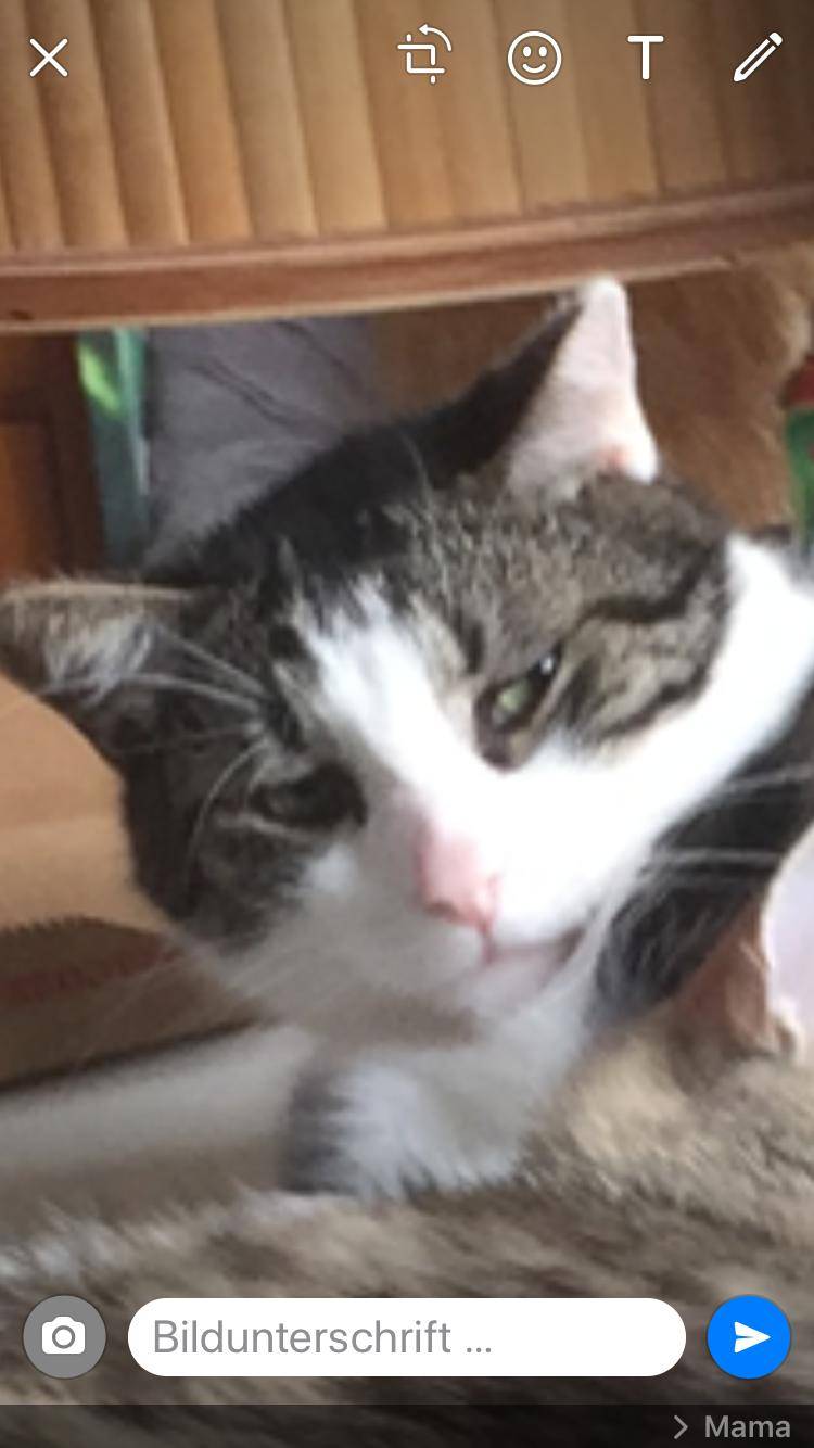 Sad catto | Scrolller