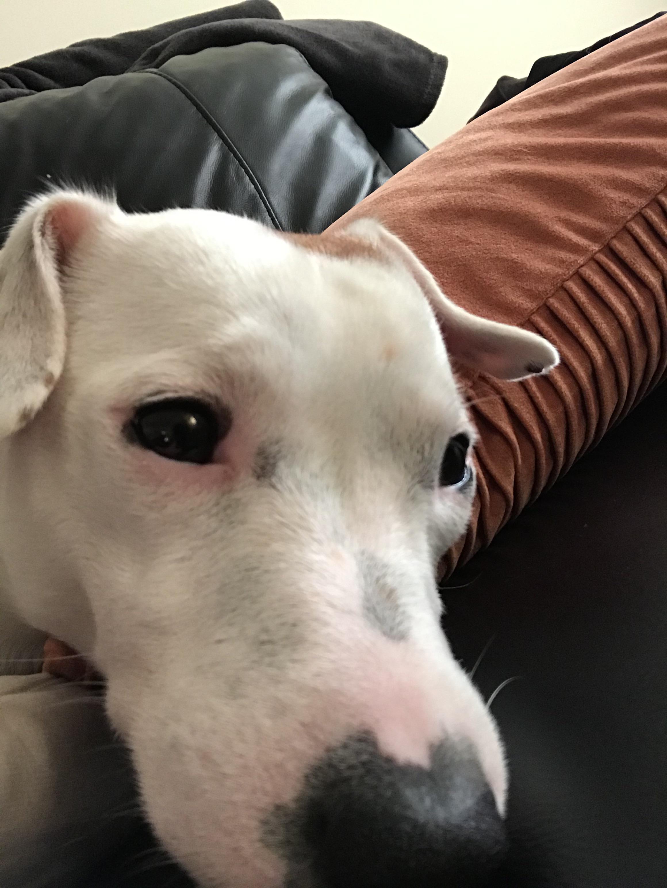 Sad doggo | Scrolller